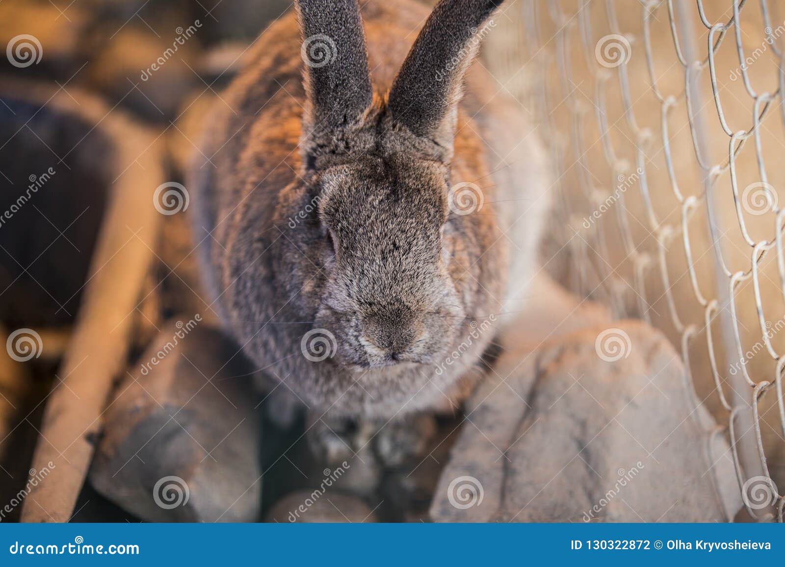 Gray big fluffy rabbit stock photo. Image of furry, field - 130322872