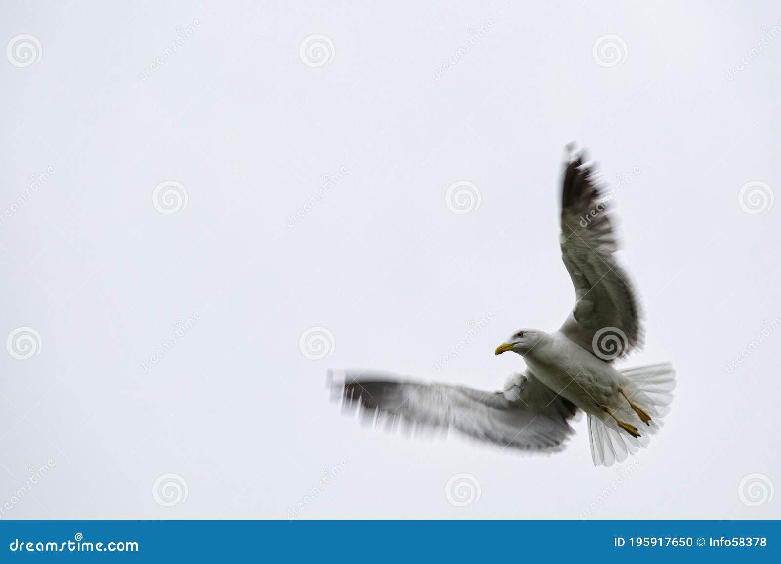 Gray Bird Captured in the Fly Stock Photo - Image of bird, flying ...