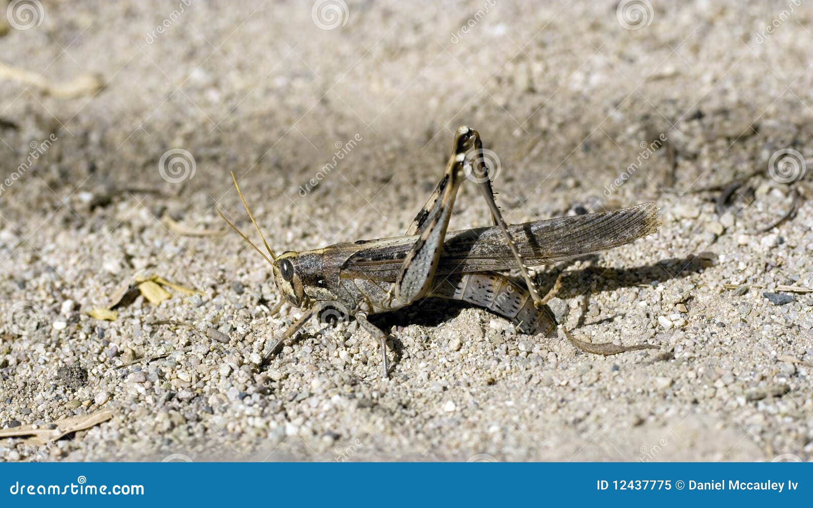 Gray Bird Grasshopper Laying Eggs Stock Image - Image of detailed ...