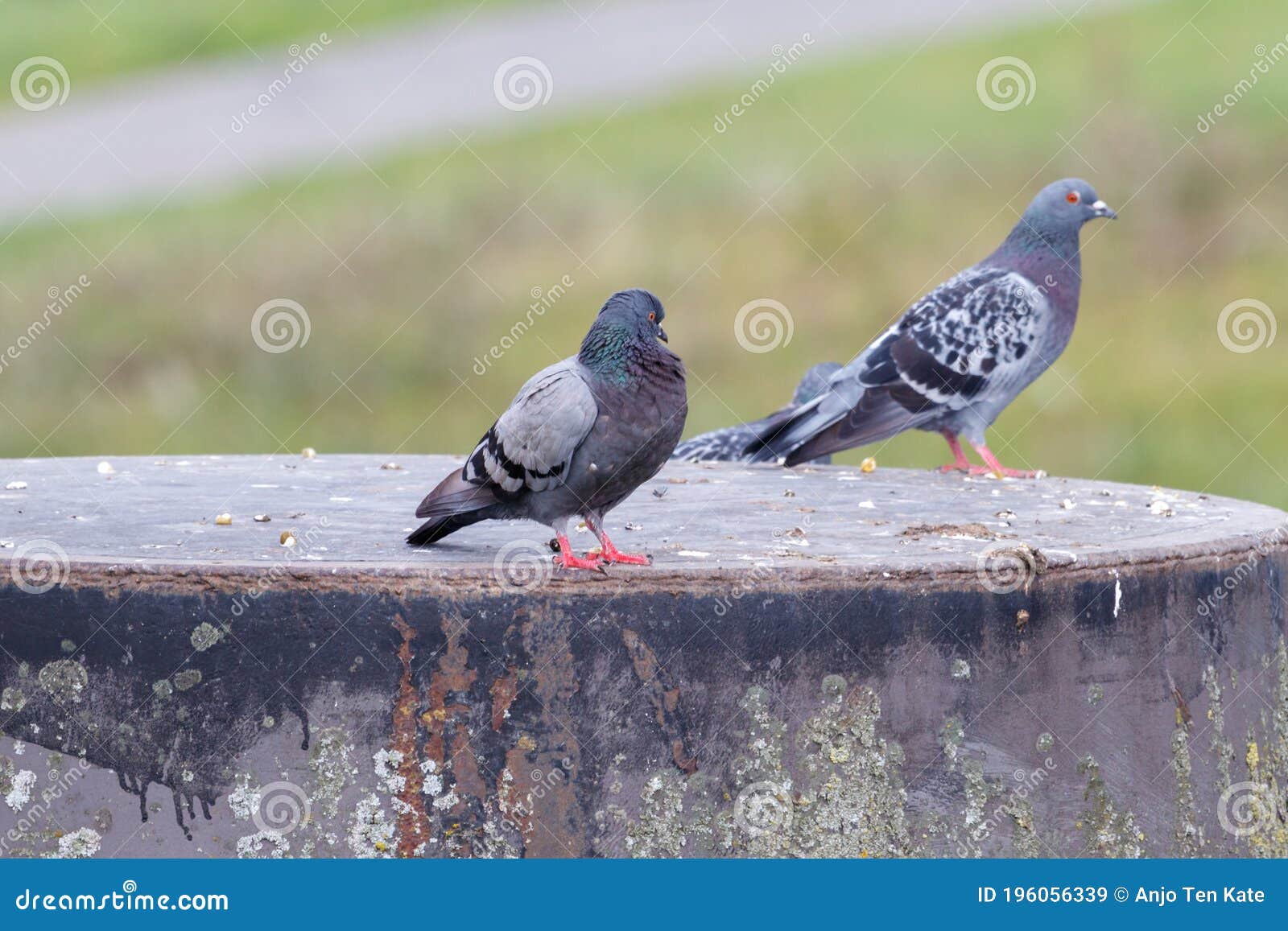 Gray Bird stock image. Image of rock, beak, pigeons - 196056339