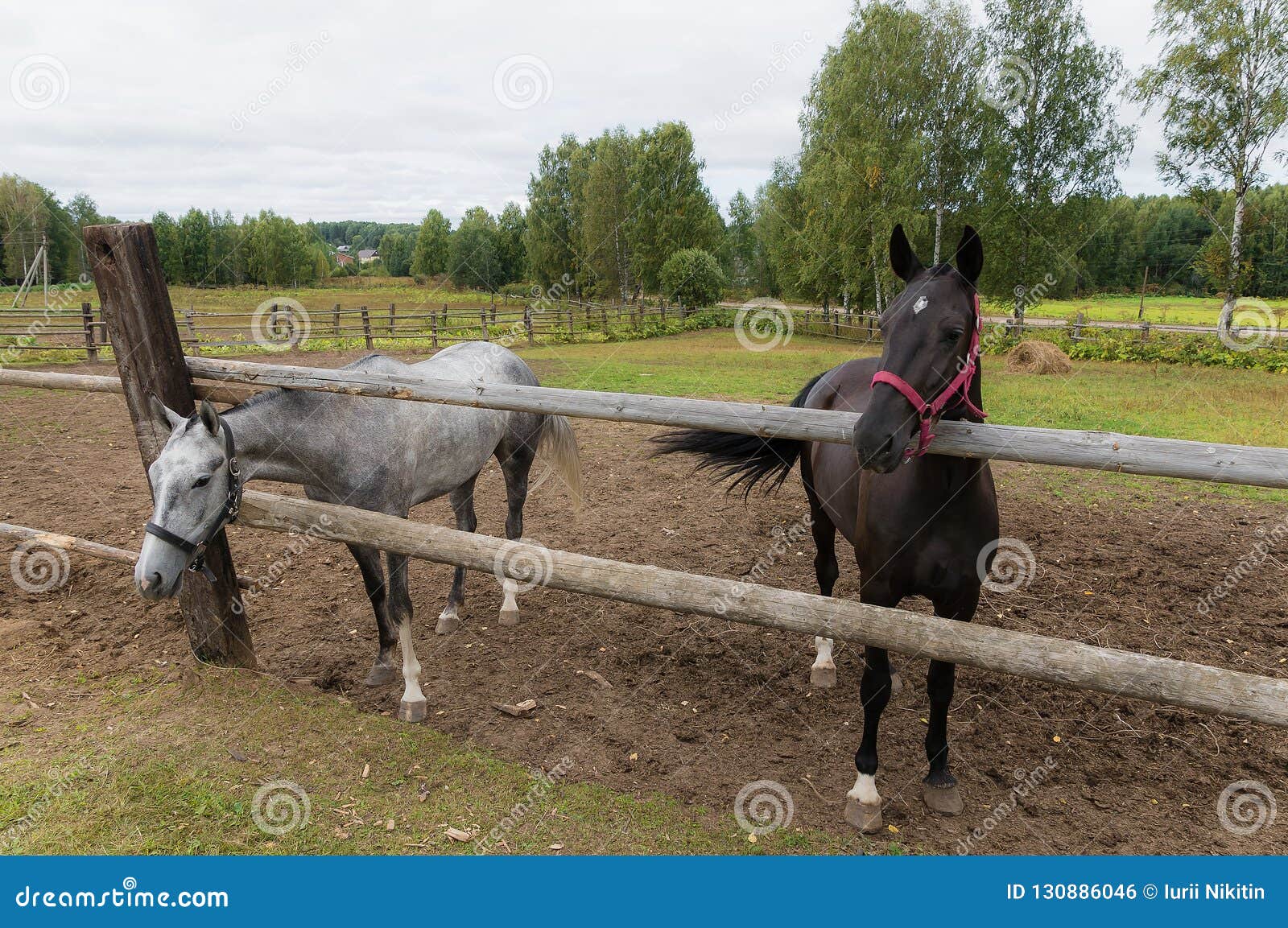 Gray and Black Horses Graze in Ranch Stock Photo - Image of black, gray ...