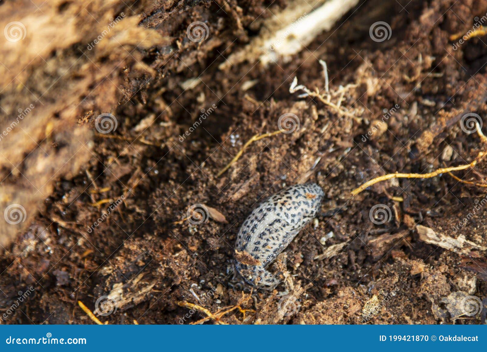 Leopard Slug Sleeping by Log Stock Photo - Image of slug, mollusc ...