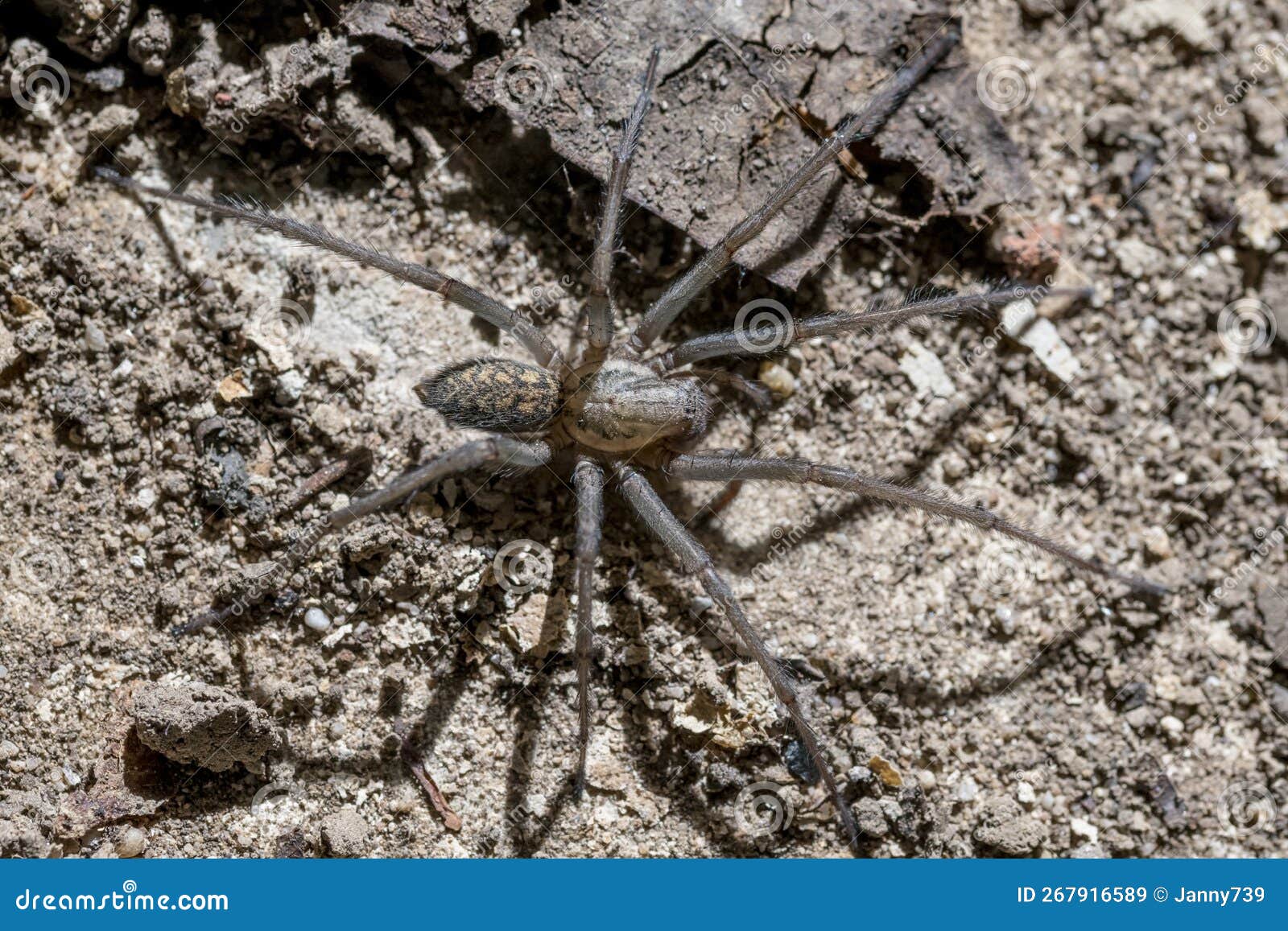 Gray Black-spotted Spider Crawling Across a Dark Ground Stock Image ...