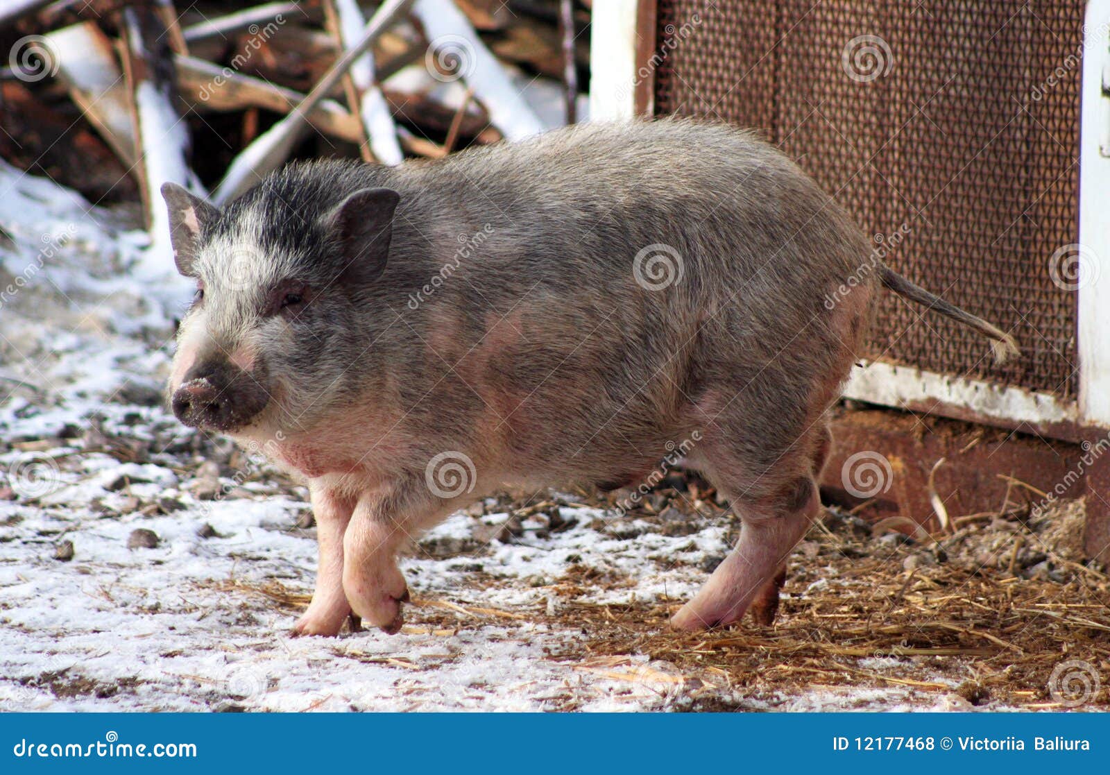 Gray boar stock photo. Image of bristles, animal, pockmarked - 12177468