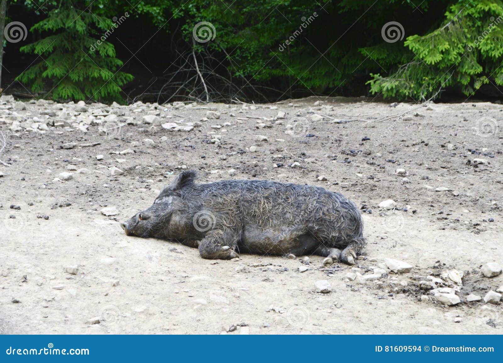 Gray Boar stock photo. Image of lawn, boar, wild, grey - 81609594