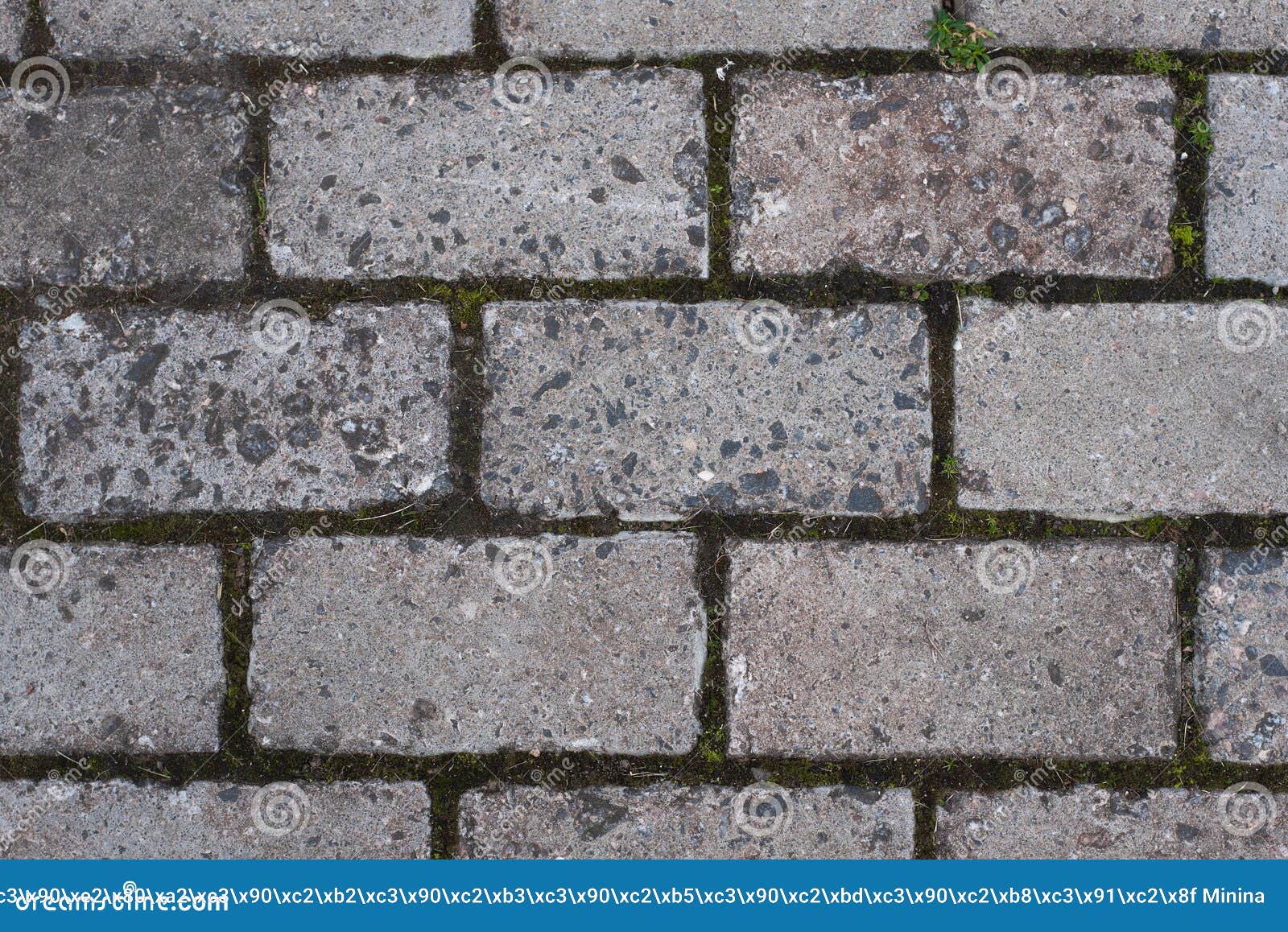 Gray Brick Path Moss in the Cracks Stock Photo - Image of texture ...