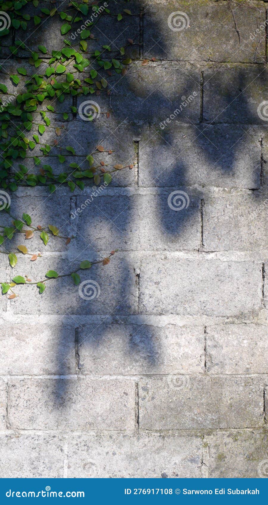 Background Texture of White Brick Wall with a Tree Shadow on it Stock ...