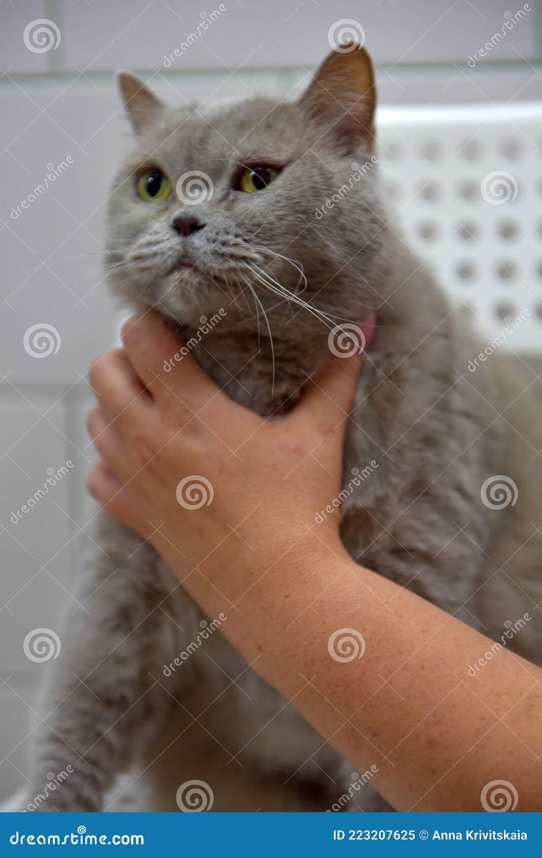 Gray British Cat with Attentive Gaze Stock Image - Image of blanket ...