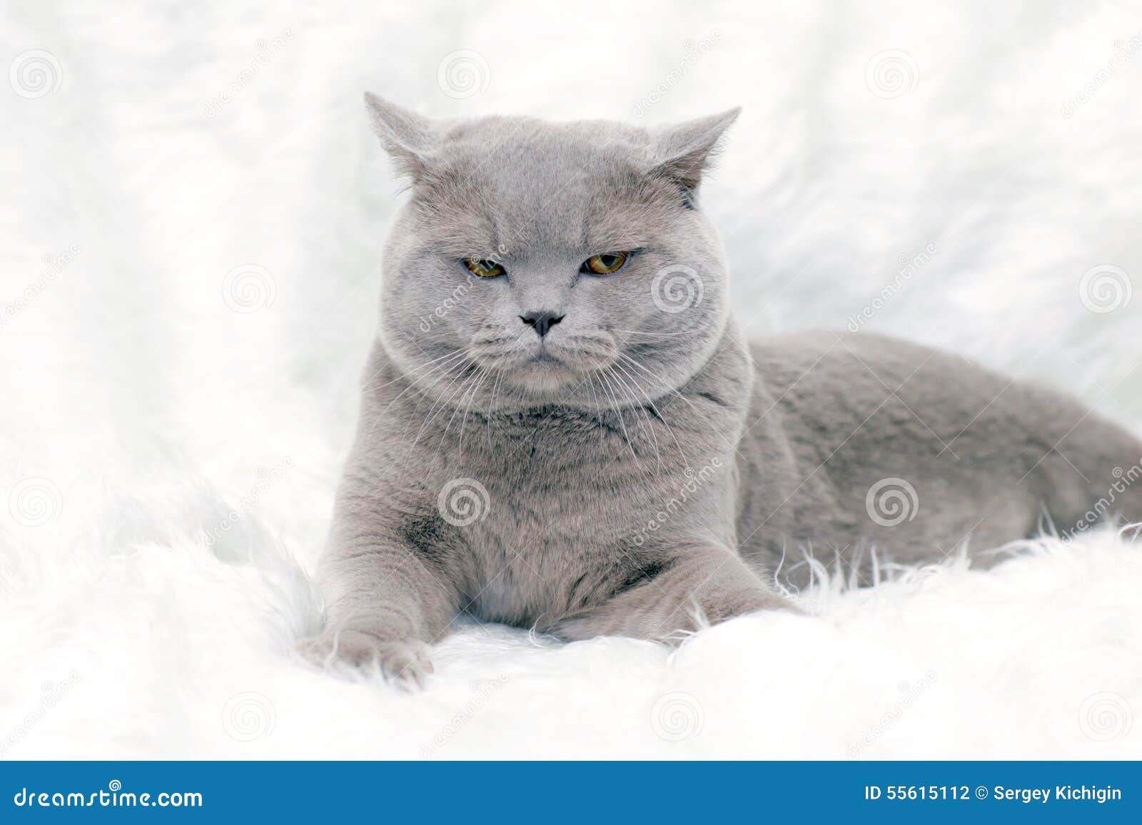 Gray British cat stock photo. Image of purebred, cute - 55615112