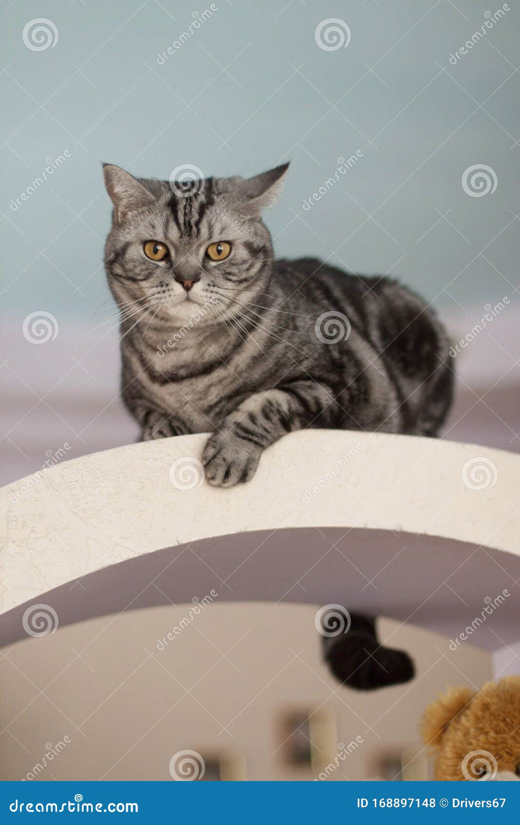 Gray British Fat Cat Sitting on the Table Stock Photo - Image of ...