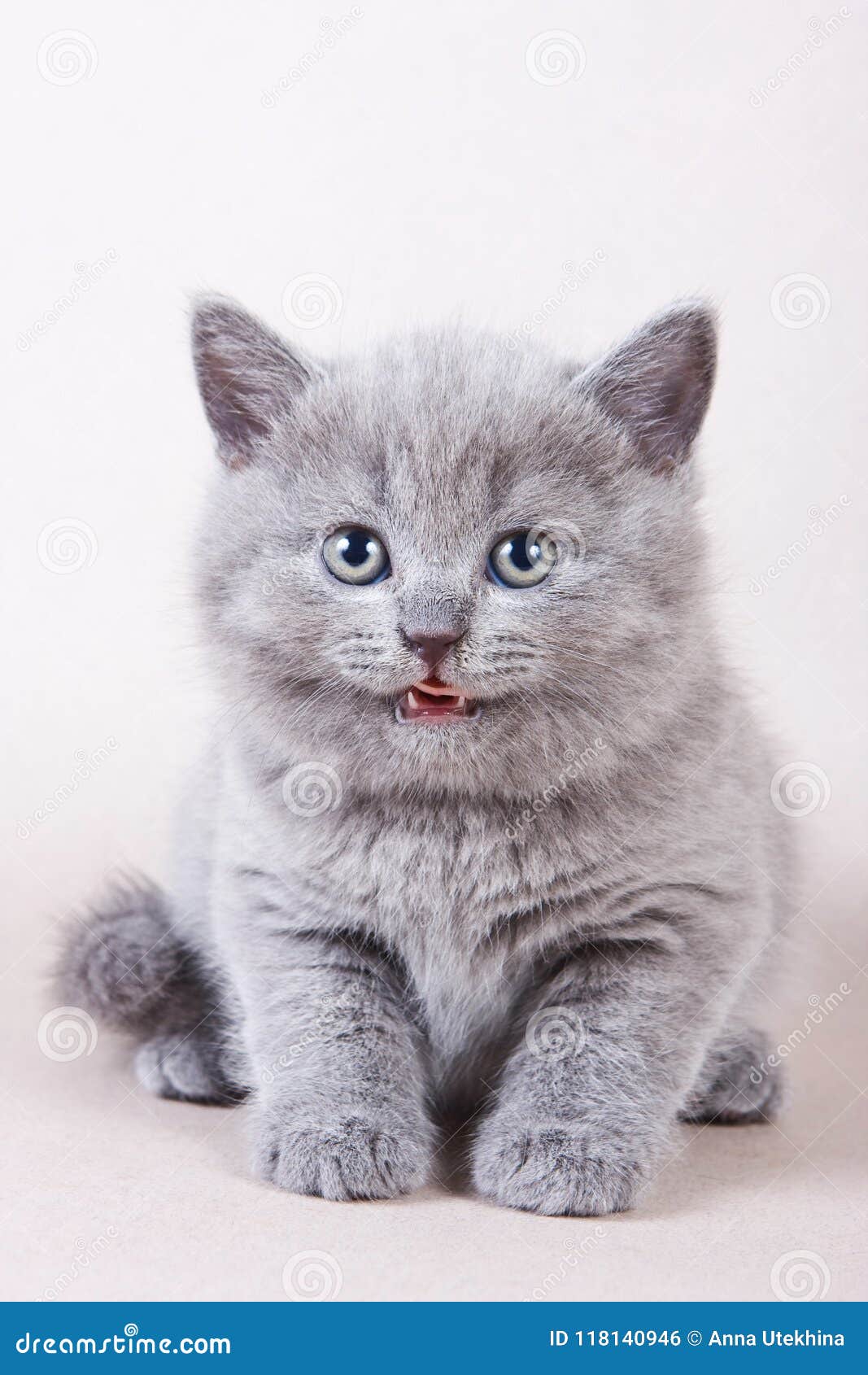 Gray British kitten stock photo. Image of cute, fluffy - 118140946