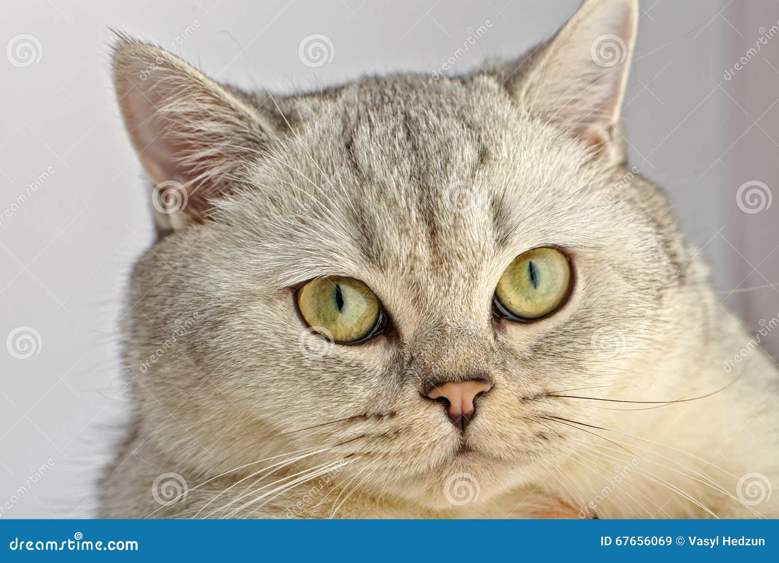 Gray British Shorthair. stock image. Image of adorable - 67656069