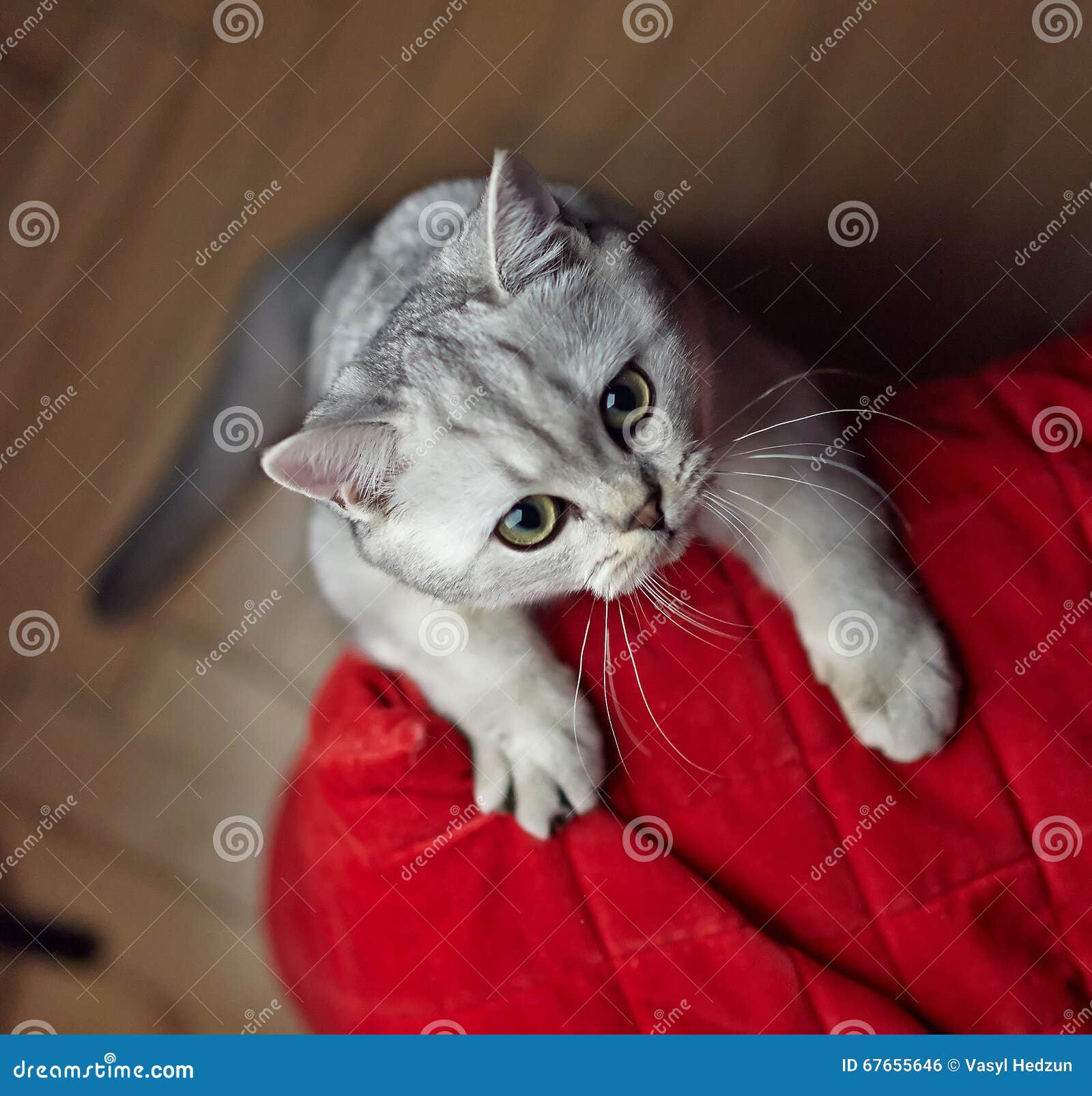 Gray British Shorthair stock photo. Image of blue, pretty - 67655646
