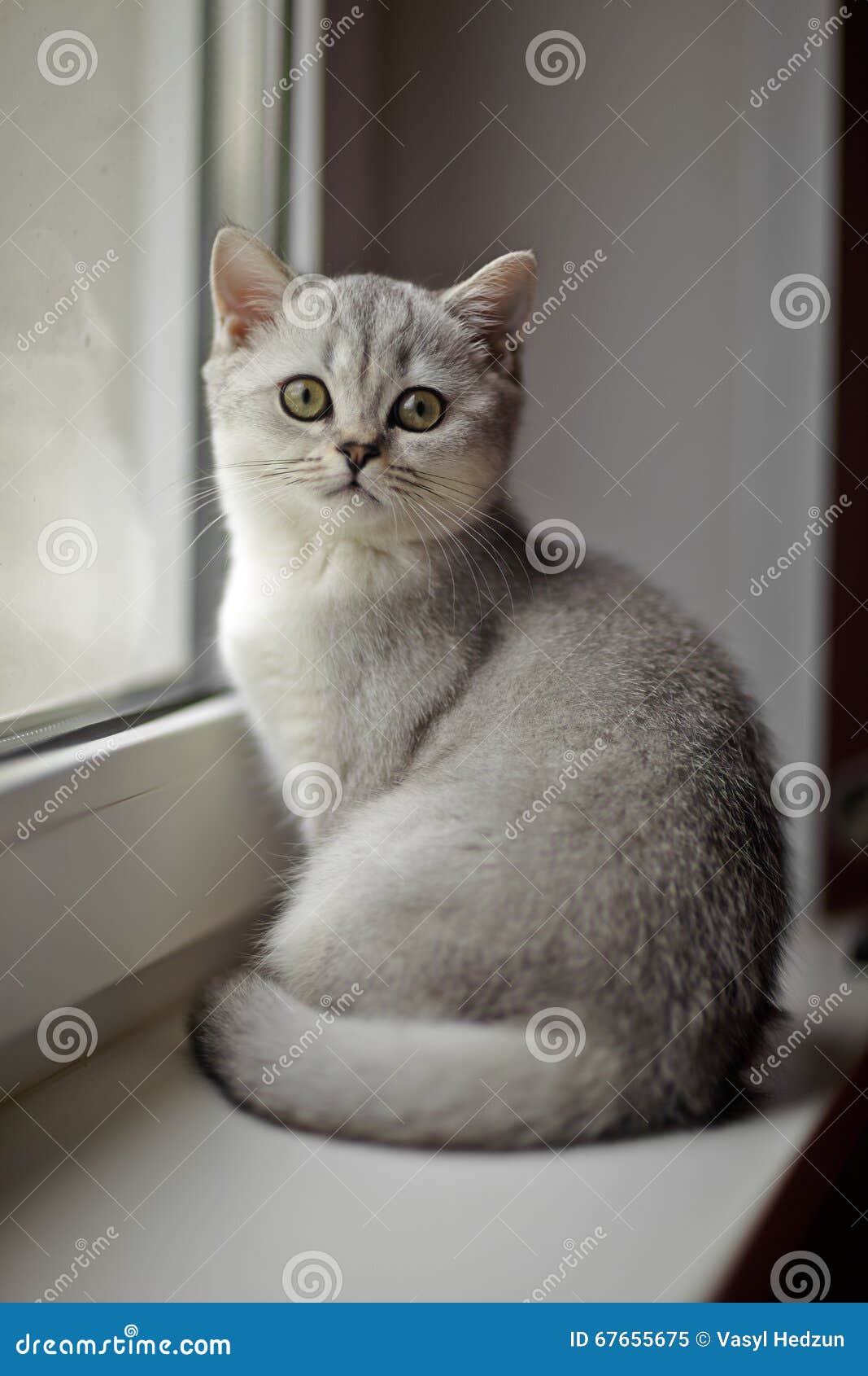 Gray British Shorthair stock image. Image of purebred - 67655675