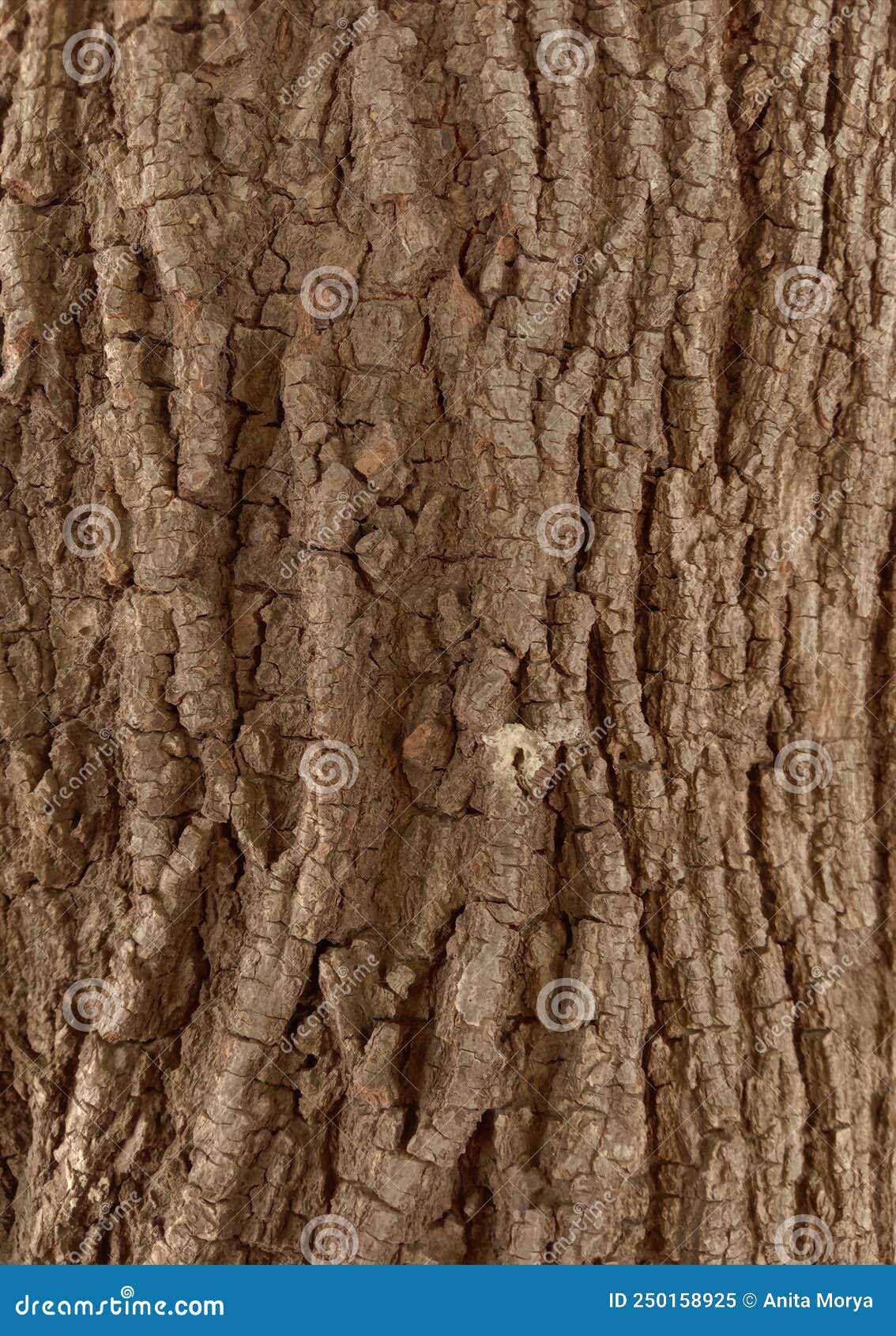 Gray Brown Colored Tree Shell Rough Texture Background Stock Image ...