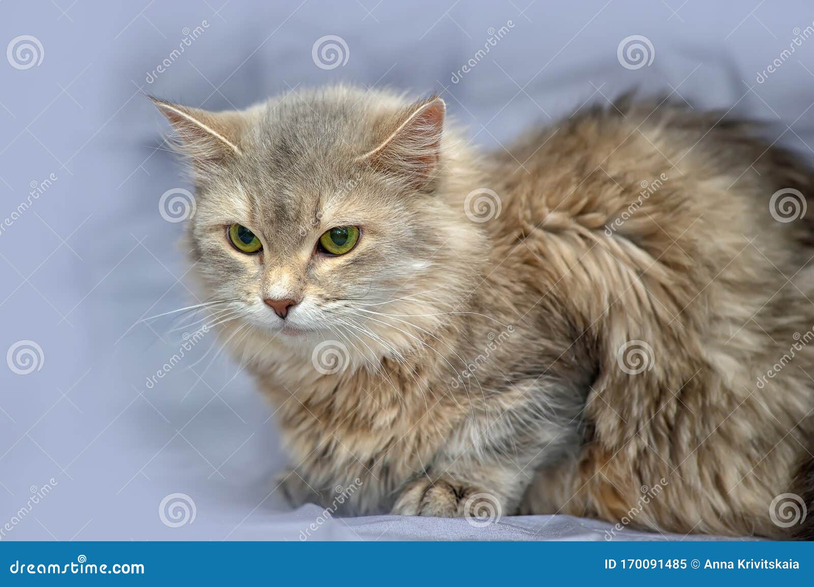 Gray and brown cat stock image. Image of kitty, high - 170091485