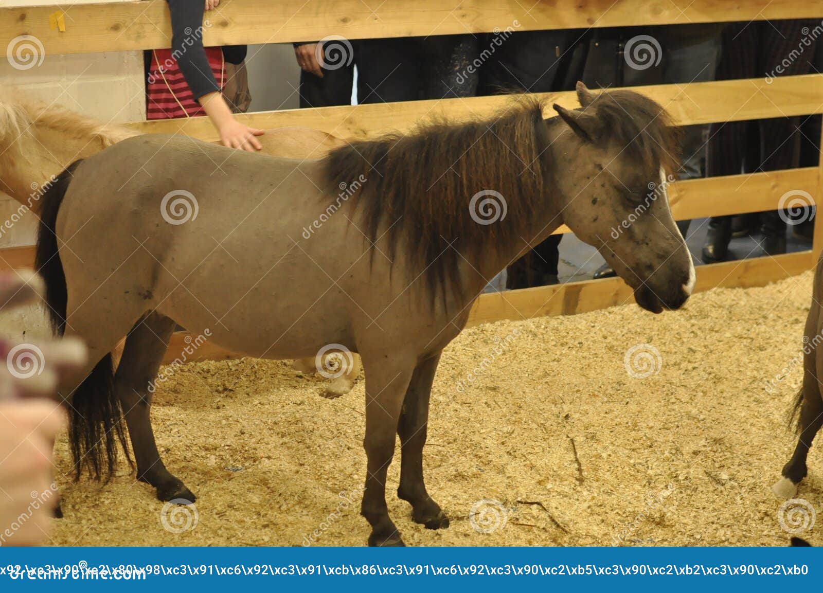 Gray brown little horse stock image. Image of mane, pony - 88354901