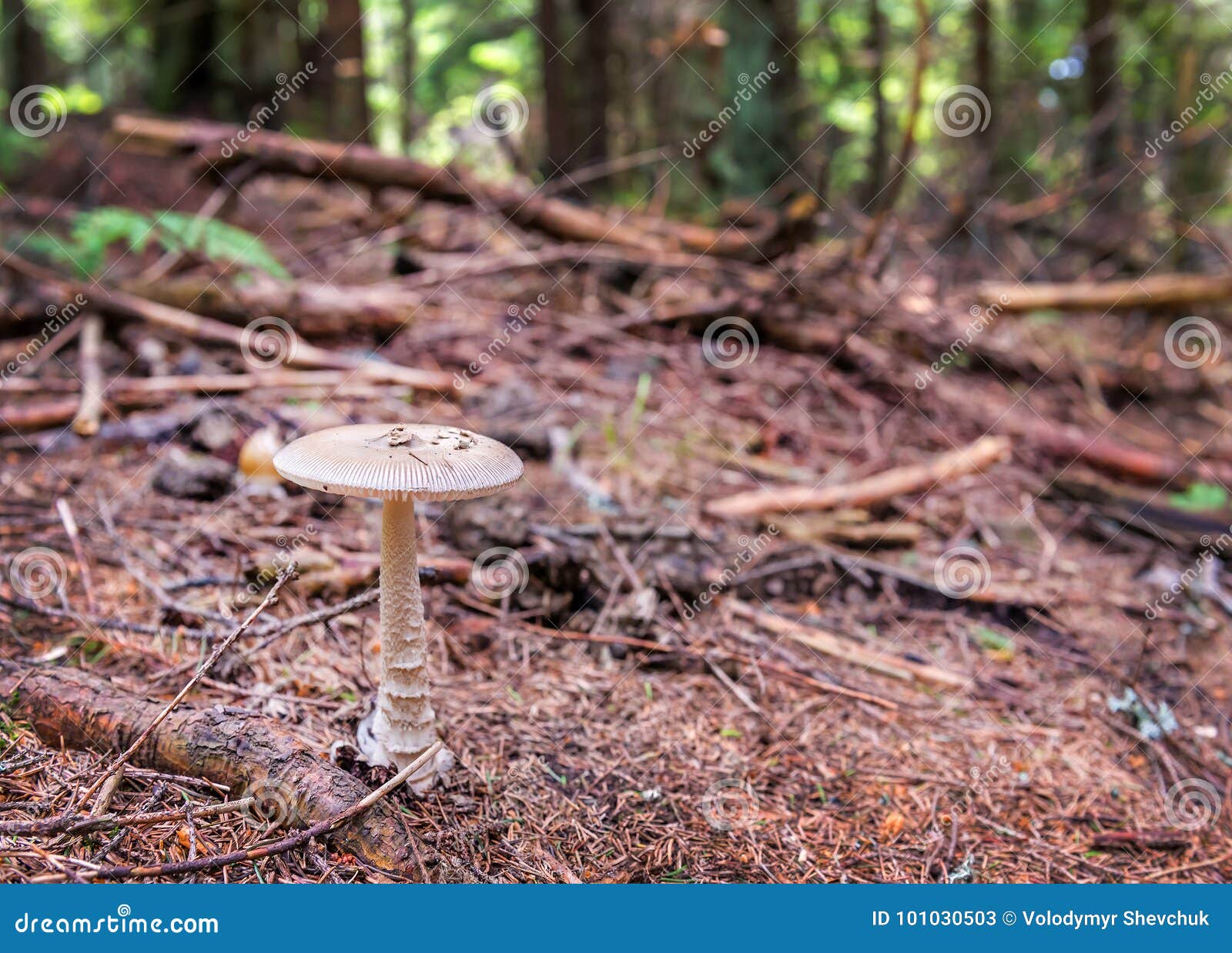 Gray-brown Mushroom Toadstool Stock Image - Image of flora, fungi ...