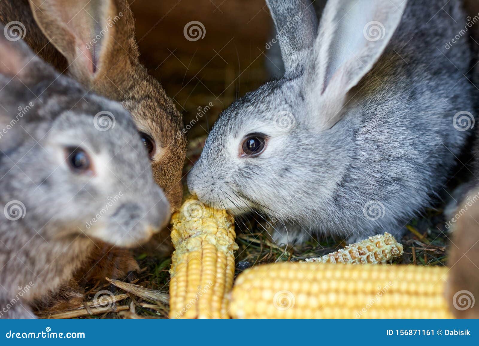 Gray and Brown Rabbits Eating Ear of Corn in a Cage Stock Image - Image ...
