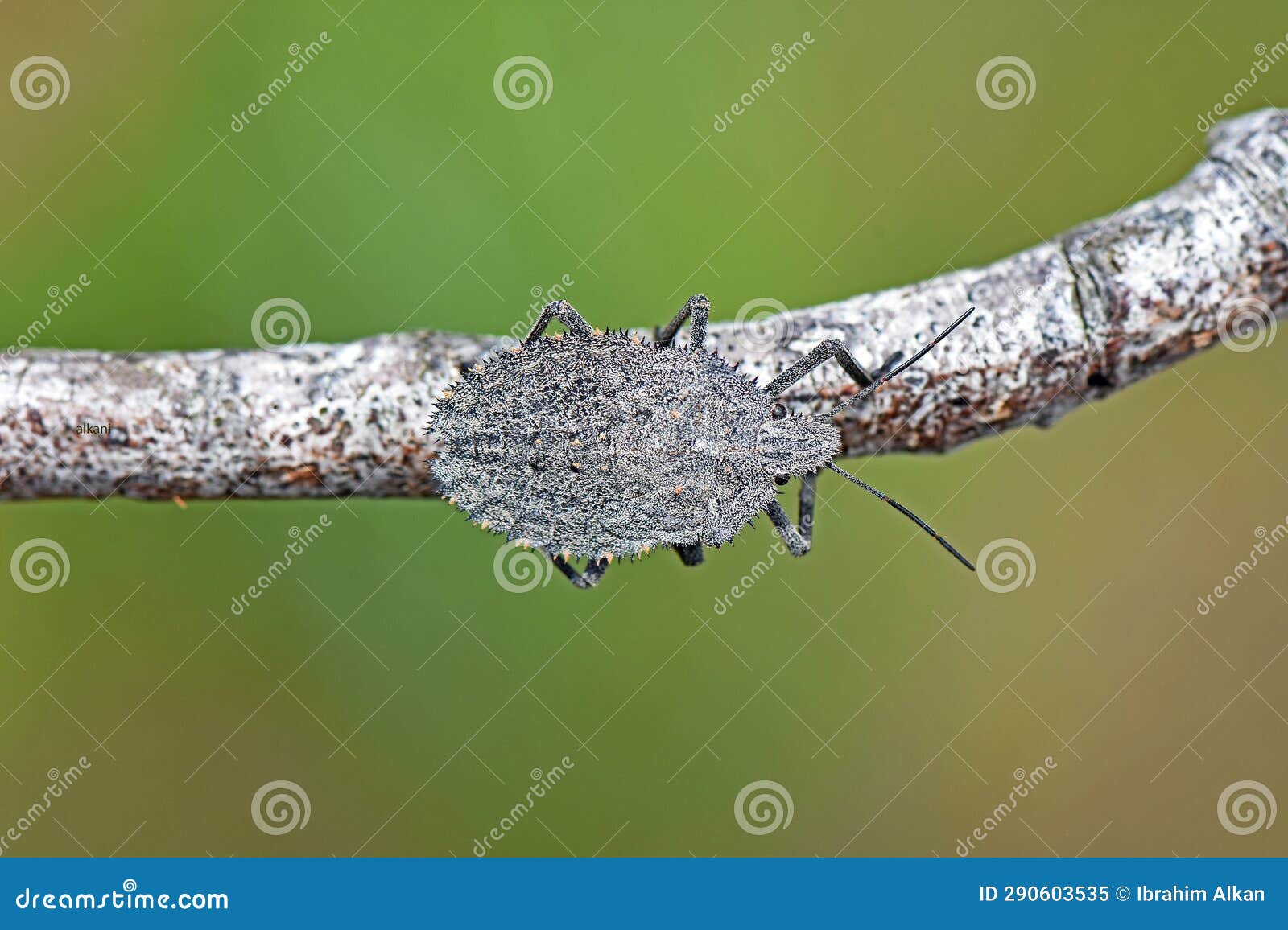 Gray bug on the branch stock image. Image of fauna, green - 290603535