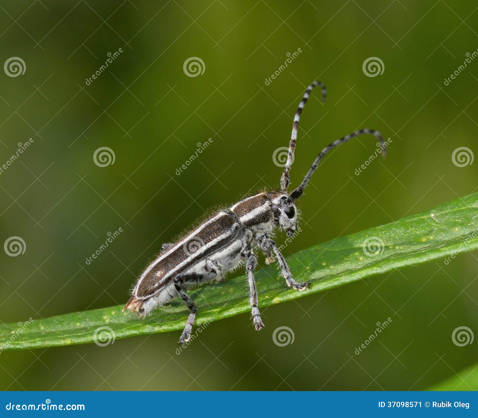 Gray Bug with Long Moustaches on a Grass Stock Image - Image of pest ...