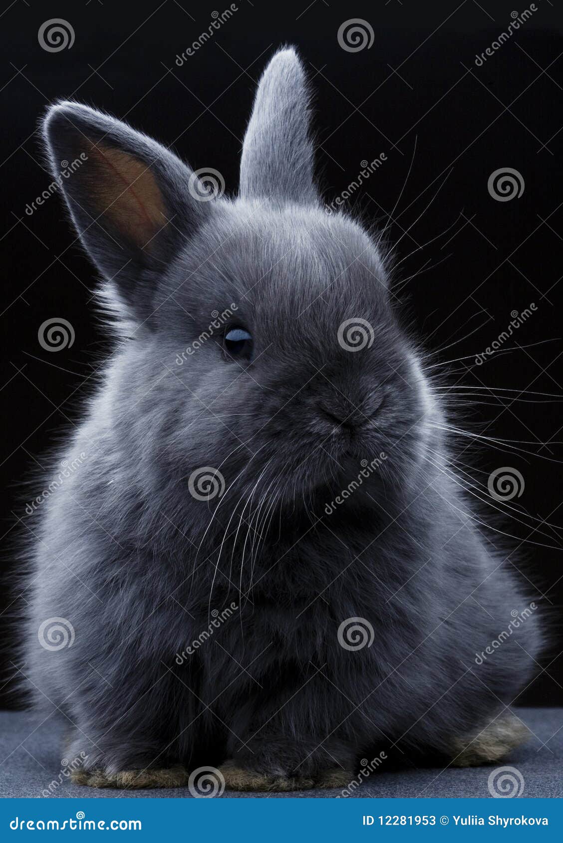 Gray bunny stock image. Image of fluffy, small, easter - 12281953