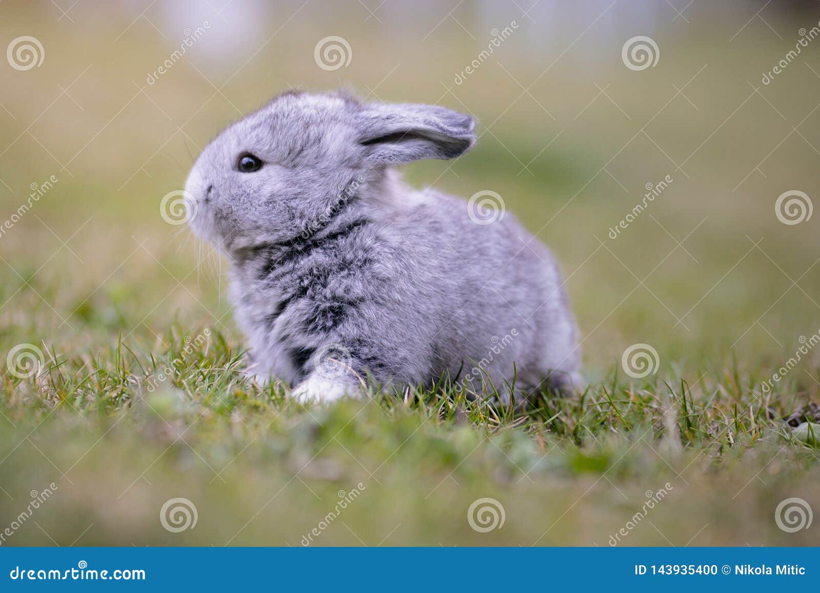 Gray bunny in the garden stock photo. Image of green - 143935400