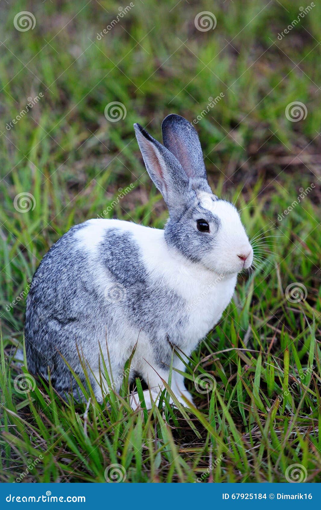Gray bunny on grass stock photo. Image of summer, little - 67925184