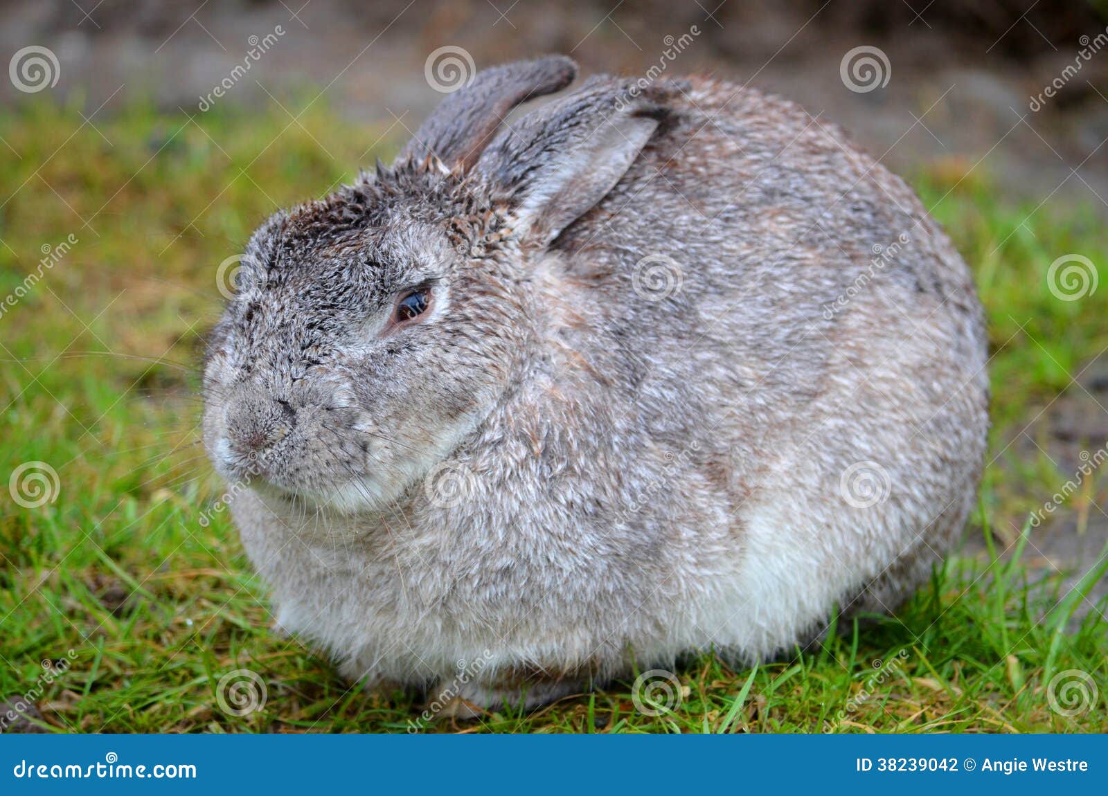 Gray Bunny Rabbit stock photo. Image of grey, furry, happy - 38239042
