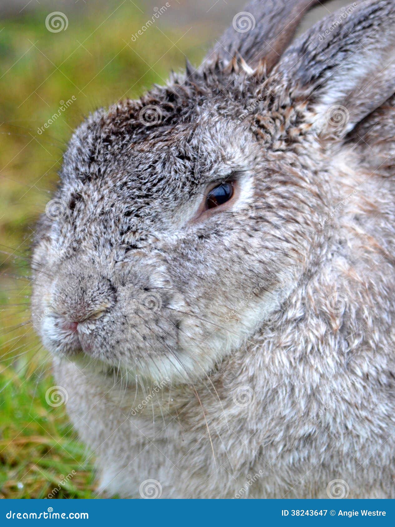 Gray Bunny Rabbit Close up stock image. Image of happy - 38243647