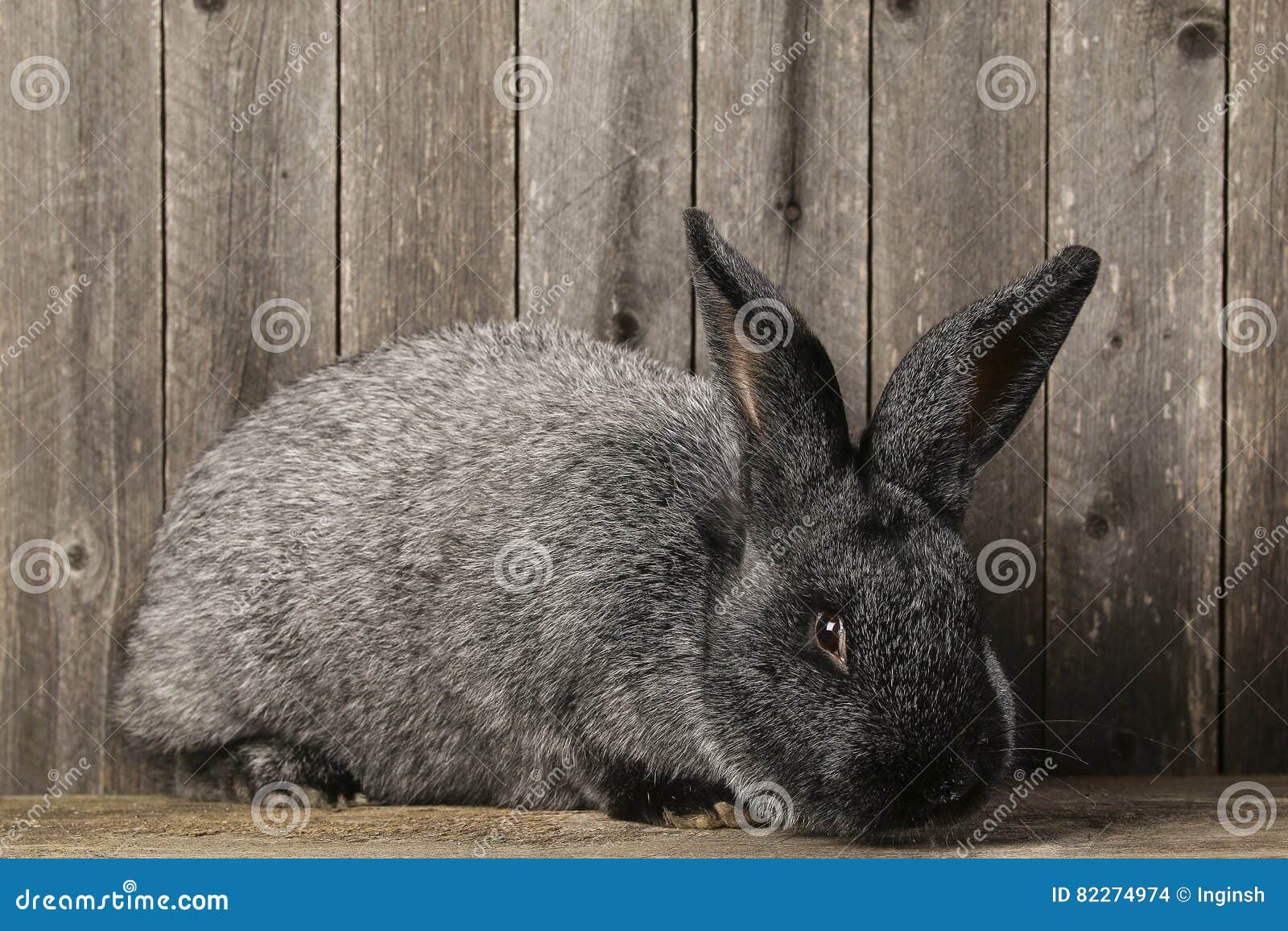 Gray bunny rabbit stock photo. Image of domestic, cute - 82274974