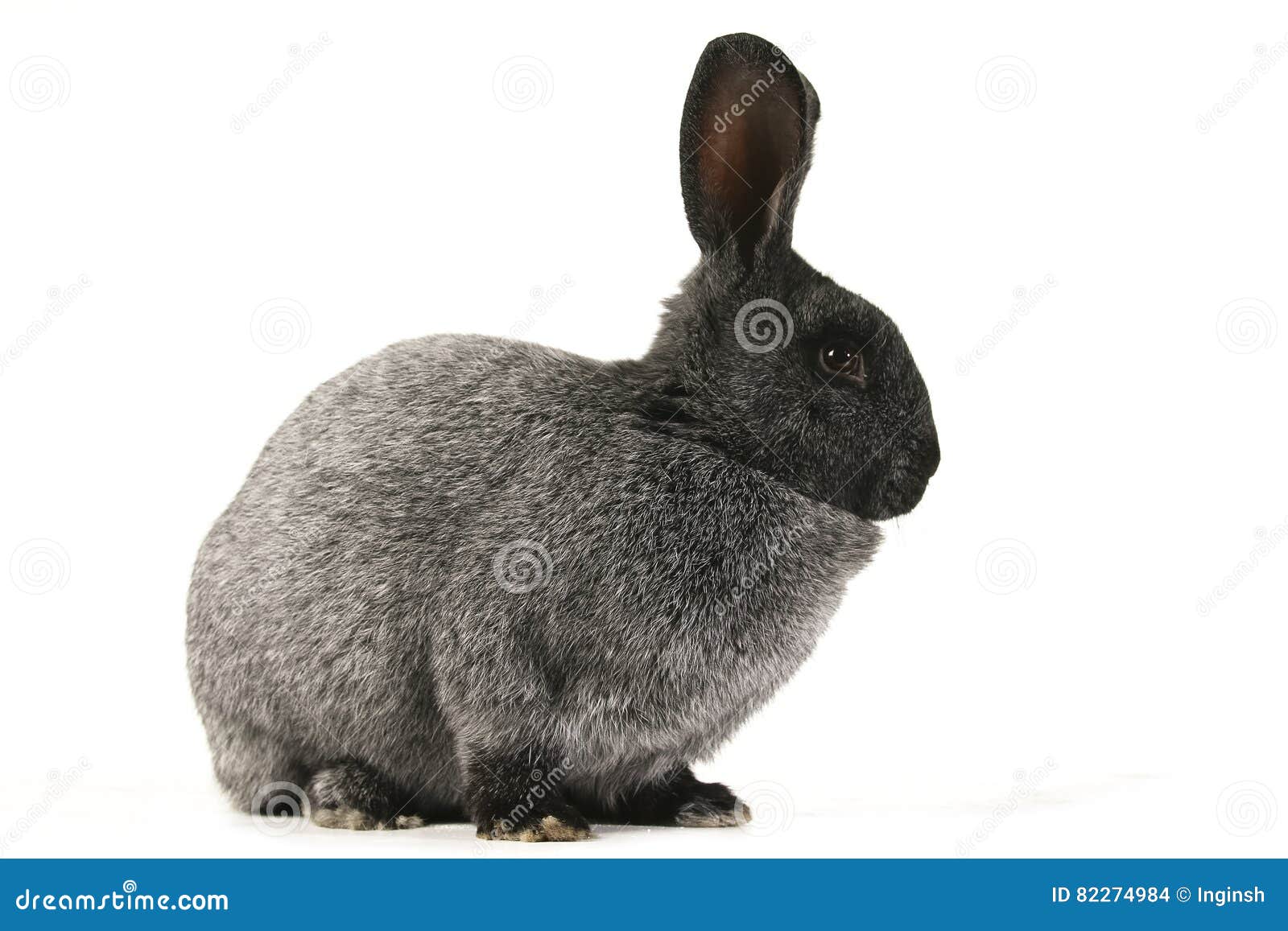 Gray bunny rabbit stock photo. Image of sitting, rabbit - 82274984