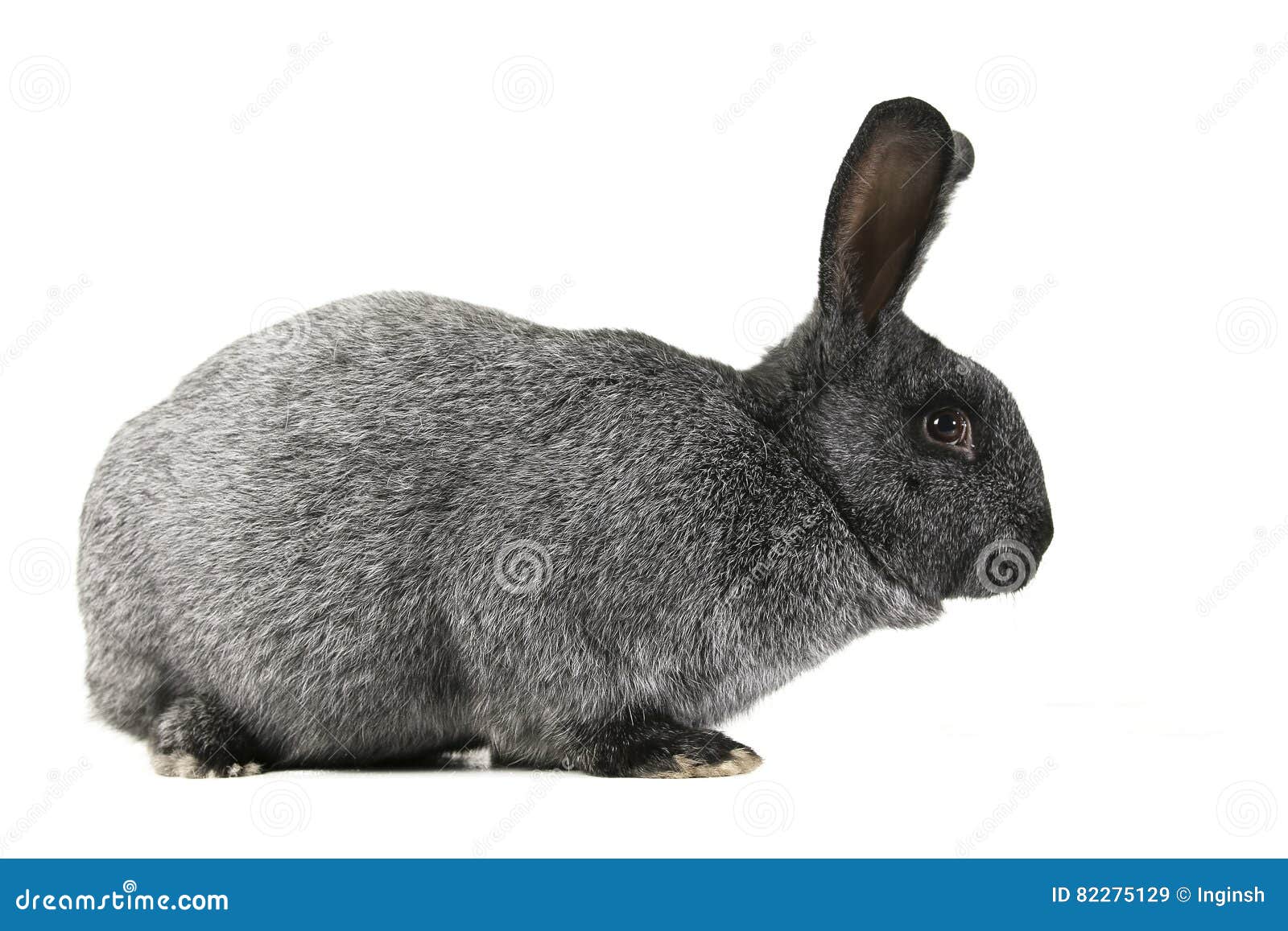 Gray bunny rabbit stock image. Image of color, animals - 82275129