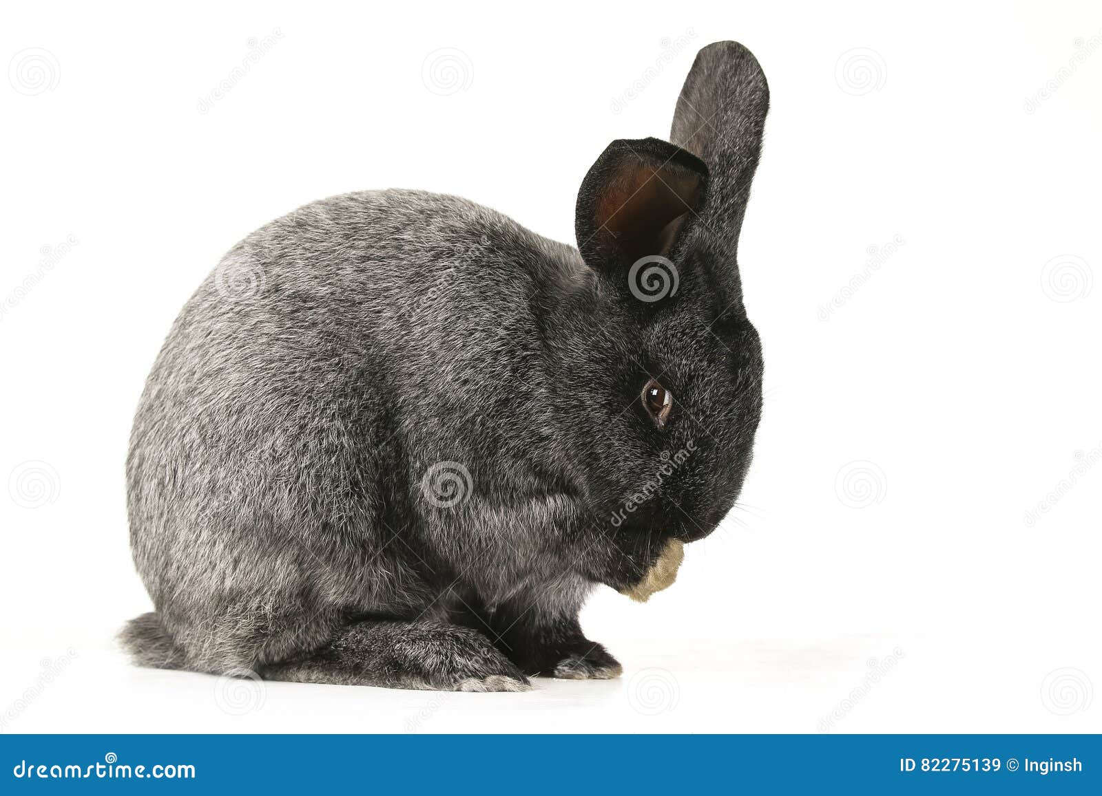 Gray bunny rabbit stock image. Image of beauty, gray - 82275139