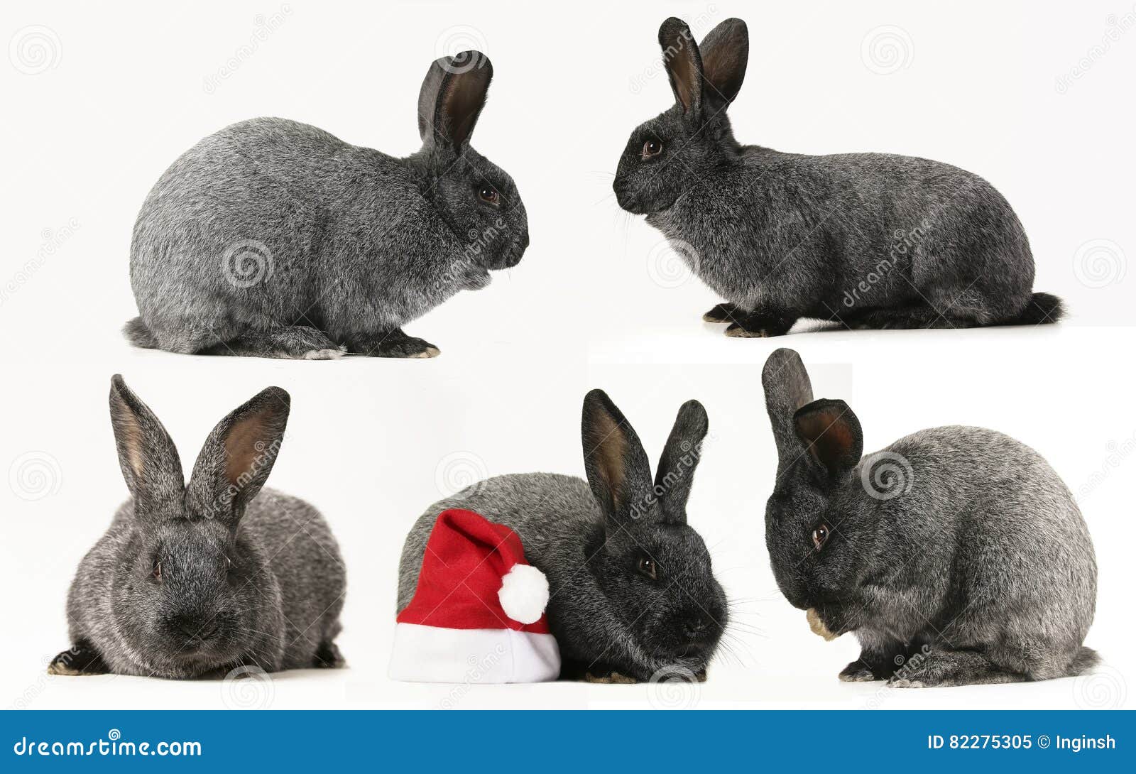 Gray bunny rabbit stock image. Image of cute, rabbit - 82275305