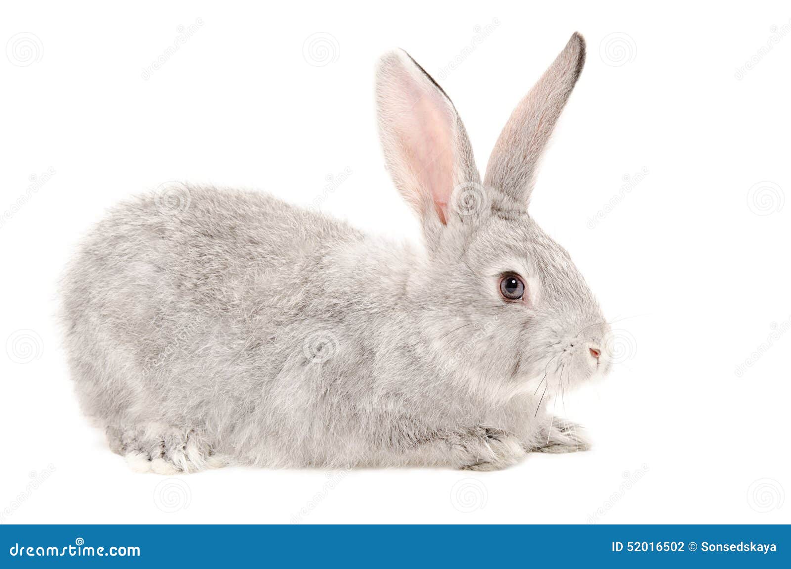 Gray bunny stock photo. Image of furry, rabbit, nature - 52016502