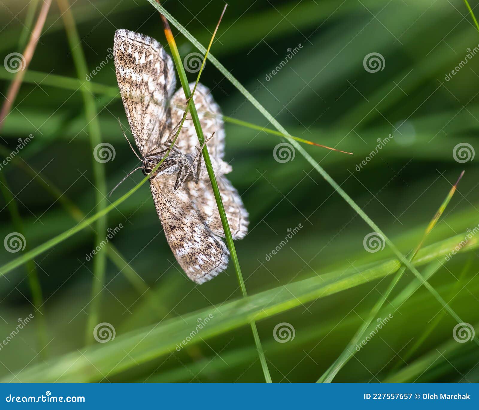 Gray Butterfly on the Grass Stock Image - Image of elegance, gray ...