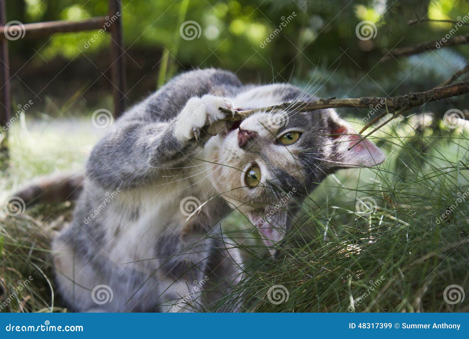 Gray calico cat attack stock image. Image of furry, gray - 48317399