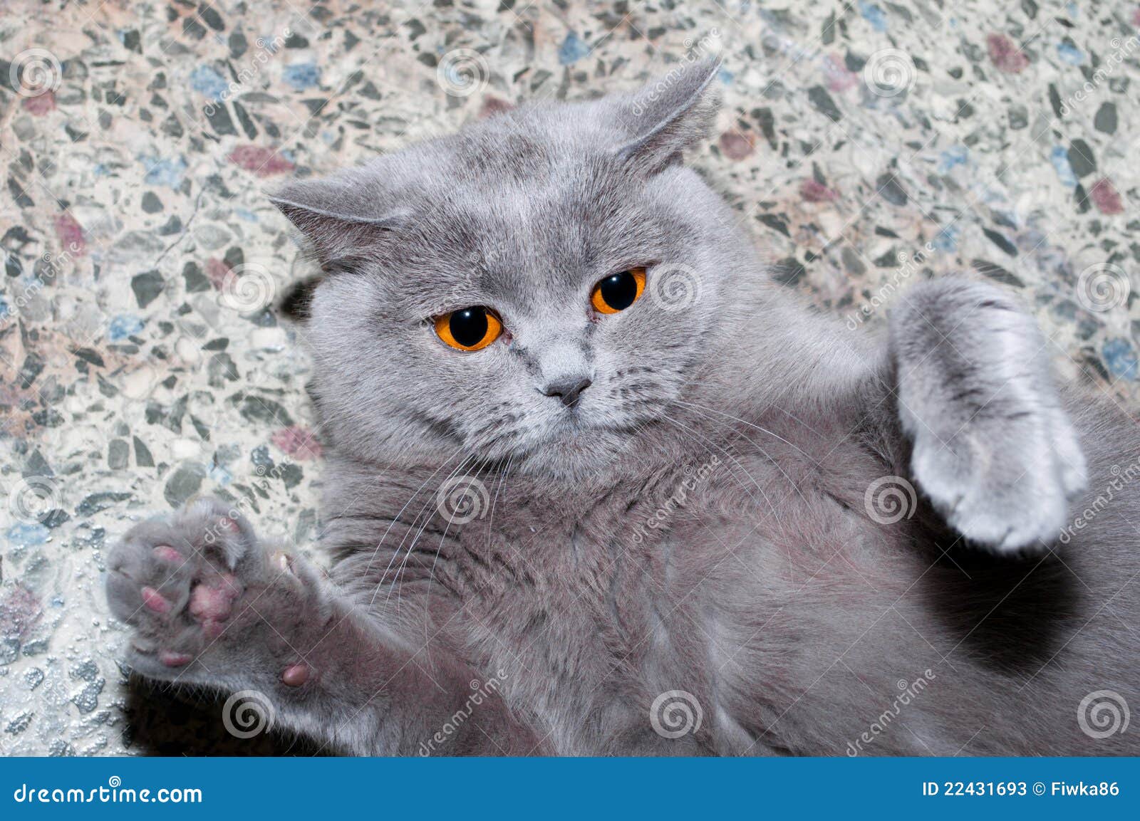 Gray cat stock image. Image of purebred, nose, beauty - 22431693