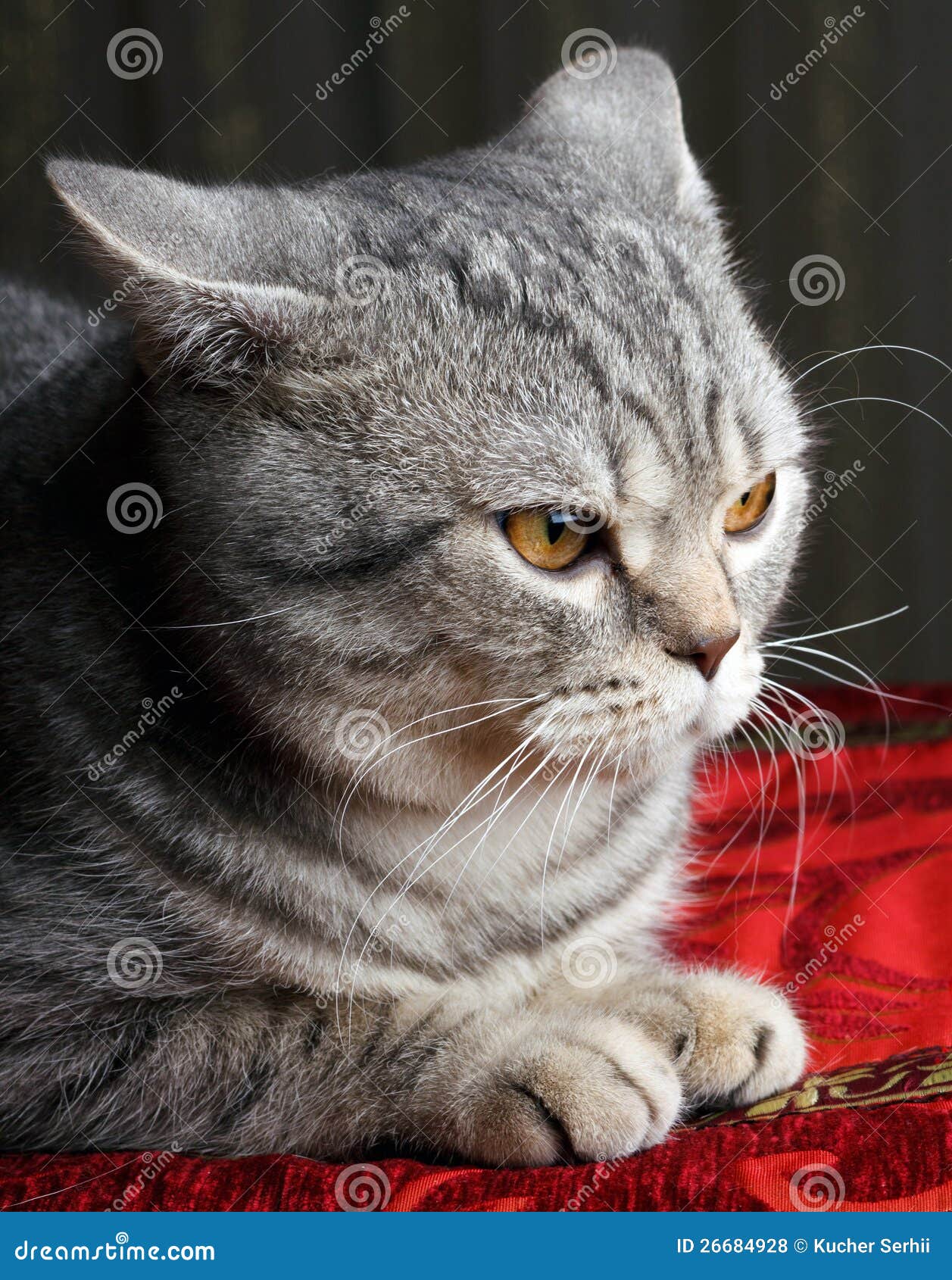 Gray cat stock photo. Image of feline, face, curious - 26684928