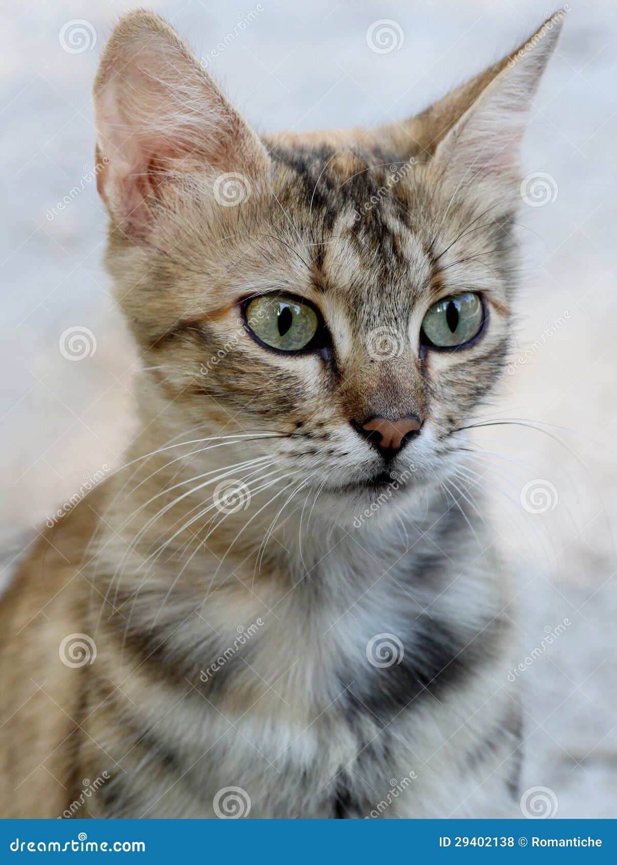 Gray cat stock photo. Image of stare, domestic, grey - 29402138