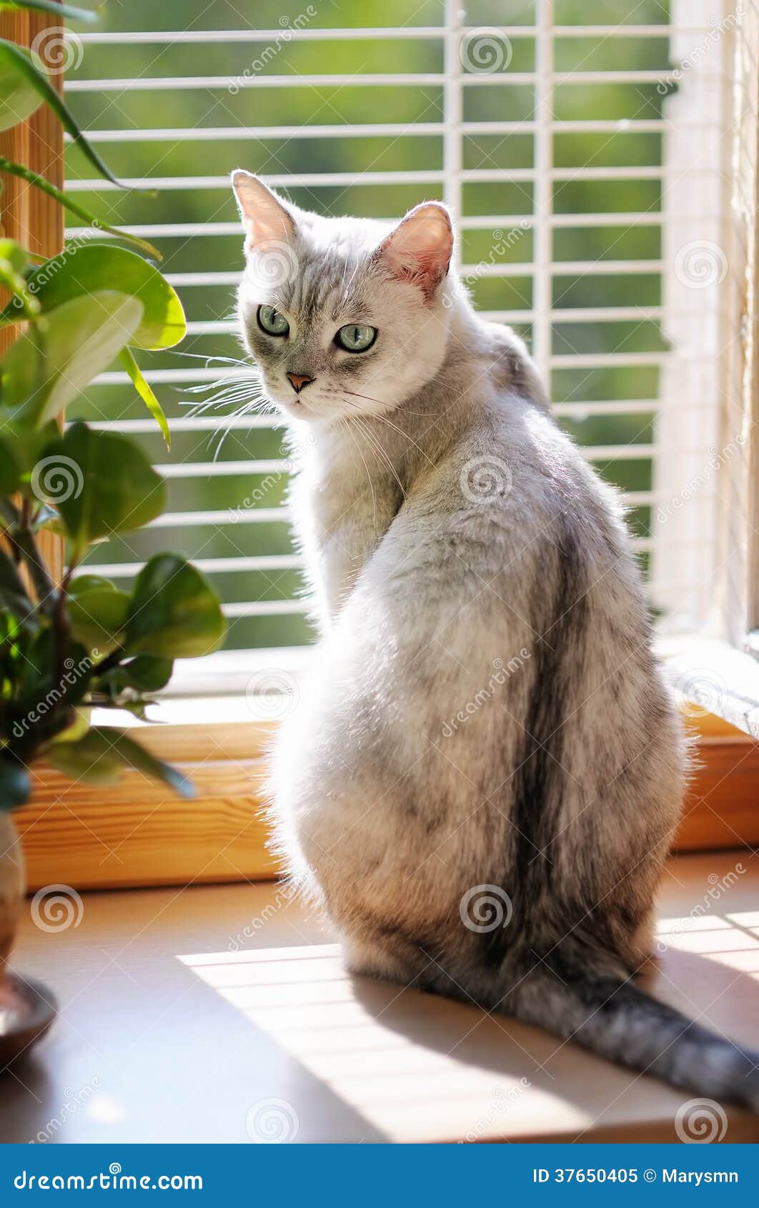 Gray cat stock image. Image of house, green, mammal, coat - 37650405