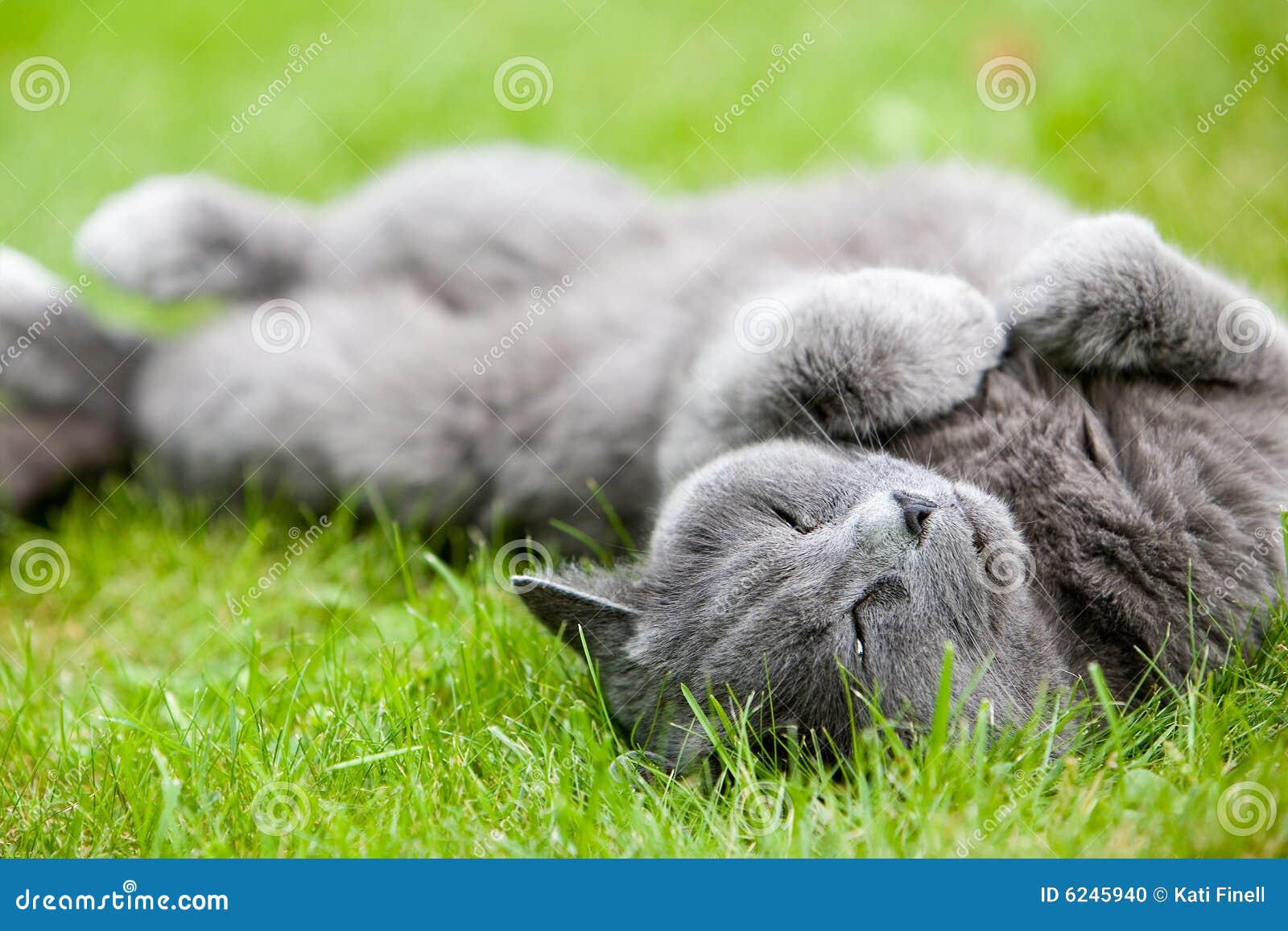 148 Cat Pawn Photos - Free & Royalty-Free Stock Photos from Dreamstime