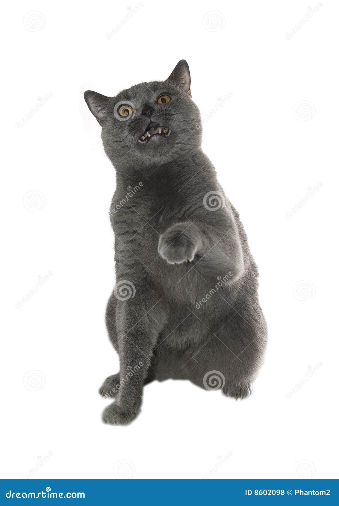 Gray cat angry isolated stock photo. Image of britain - 8602098