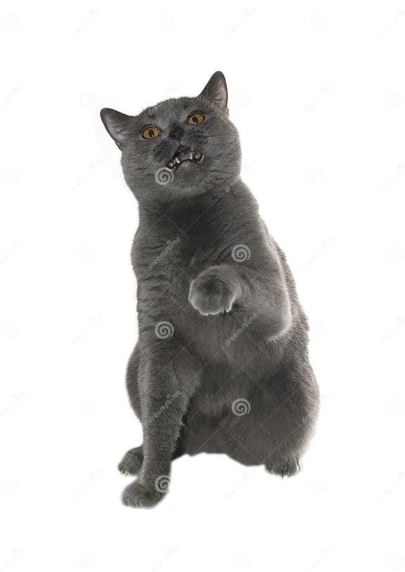 Gray cat angry isolated stock photo. Image of britain - 8602098