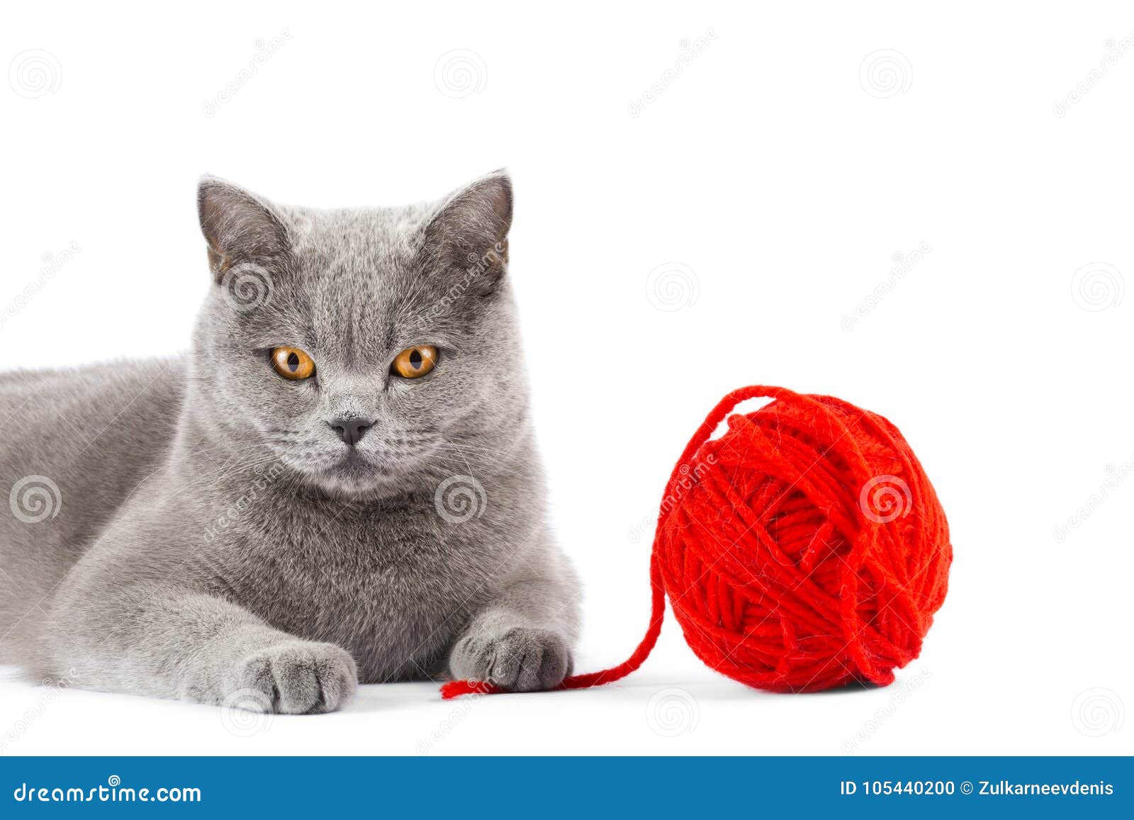Gray Cat with Ball of Threads Close Up Stock Photo - Image of animal ...