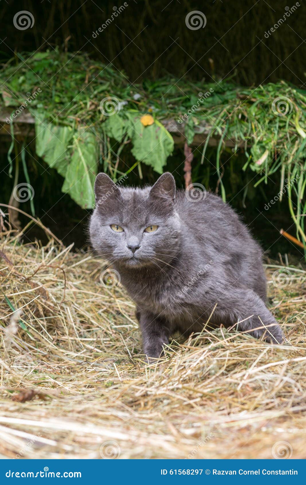 Gray cat in a barn on hay stock image. Image of look - 61568297