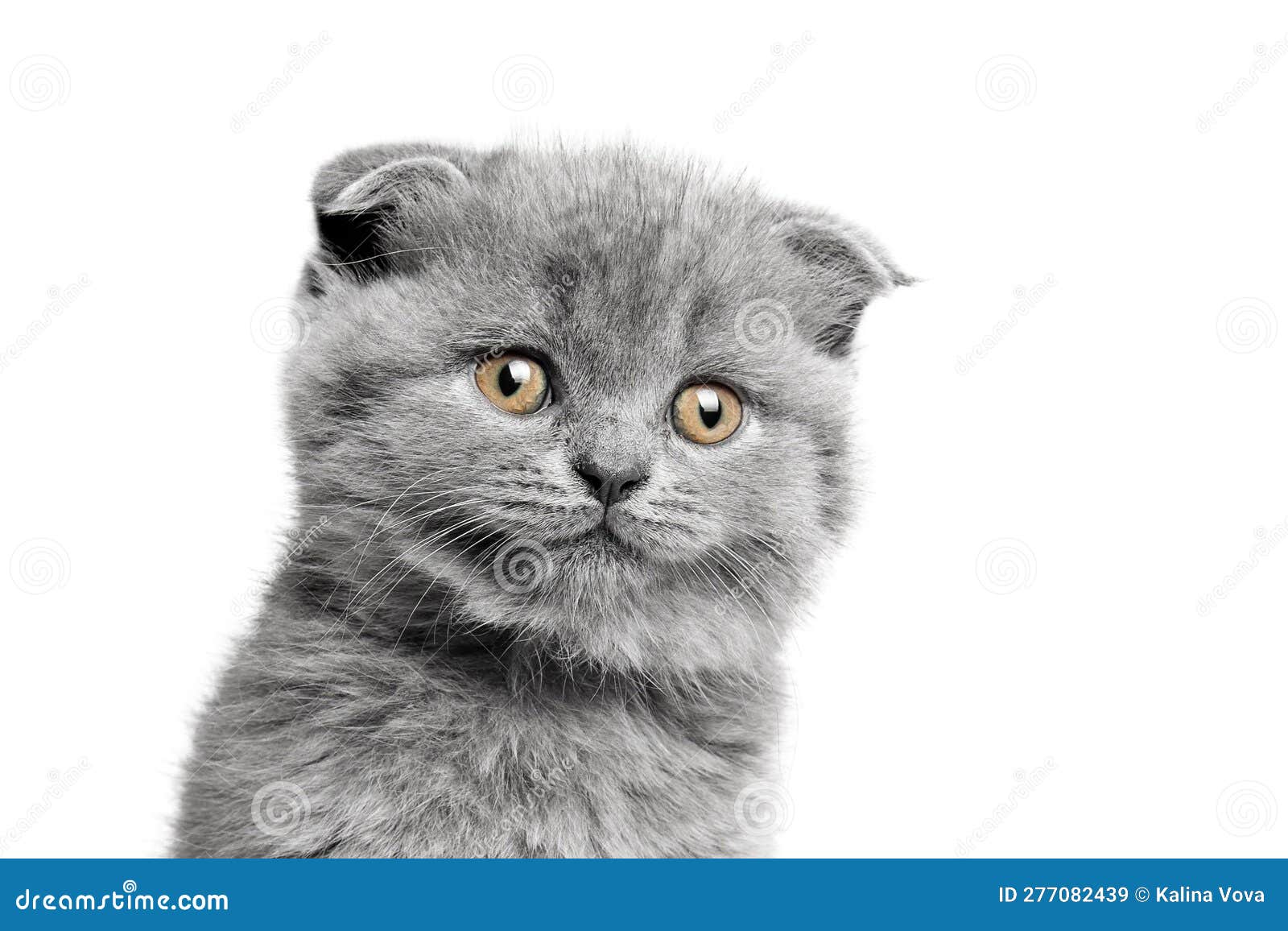 A Gray Cat with Beautiful Eyes on a White Background Stock Image ...