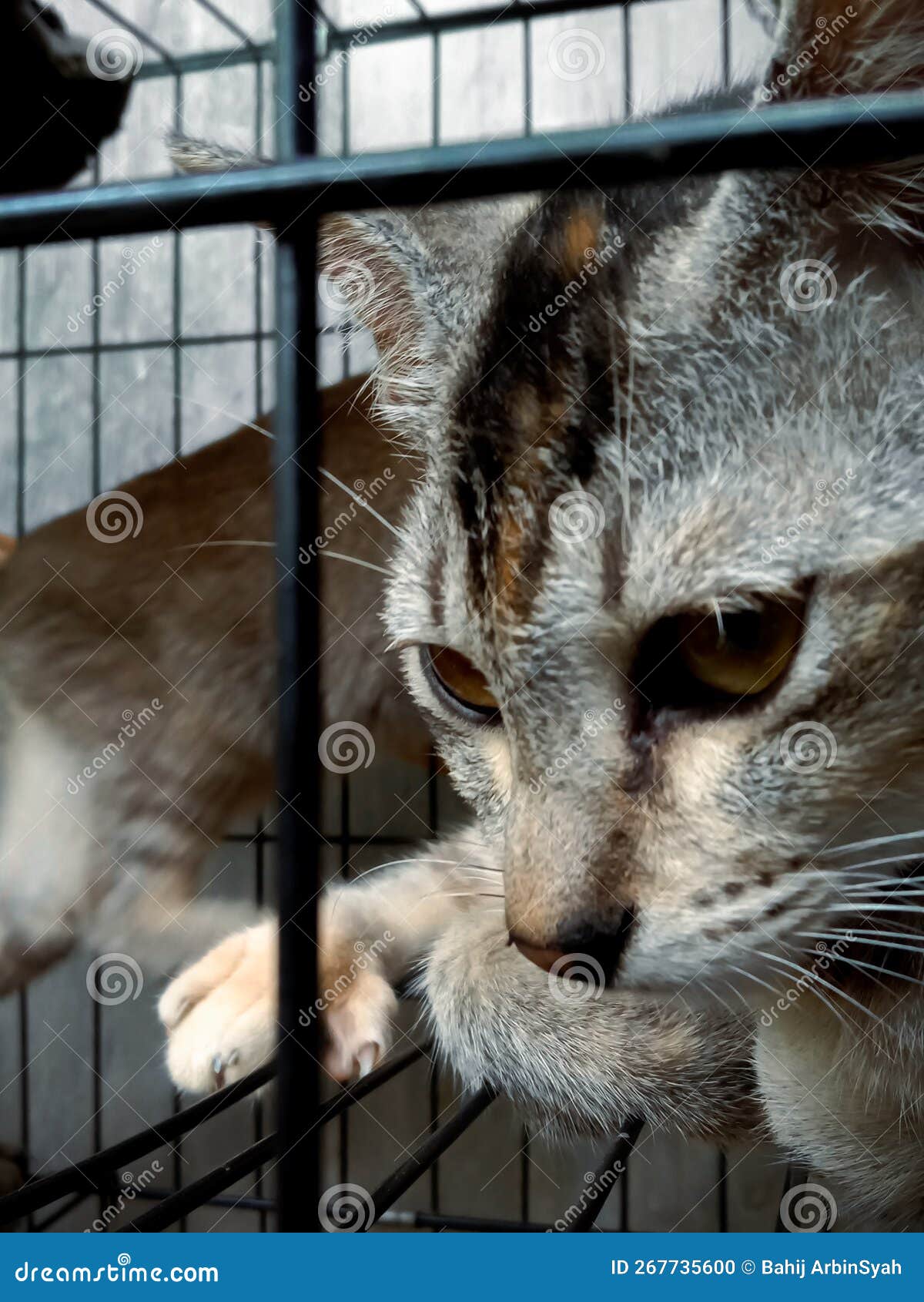 A gray cat stock photo. Image of gray, cage, brooding - 267735600