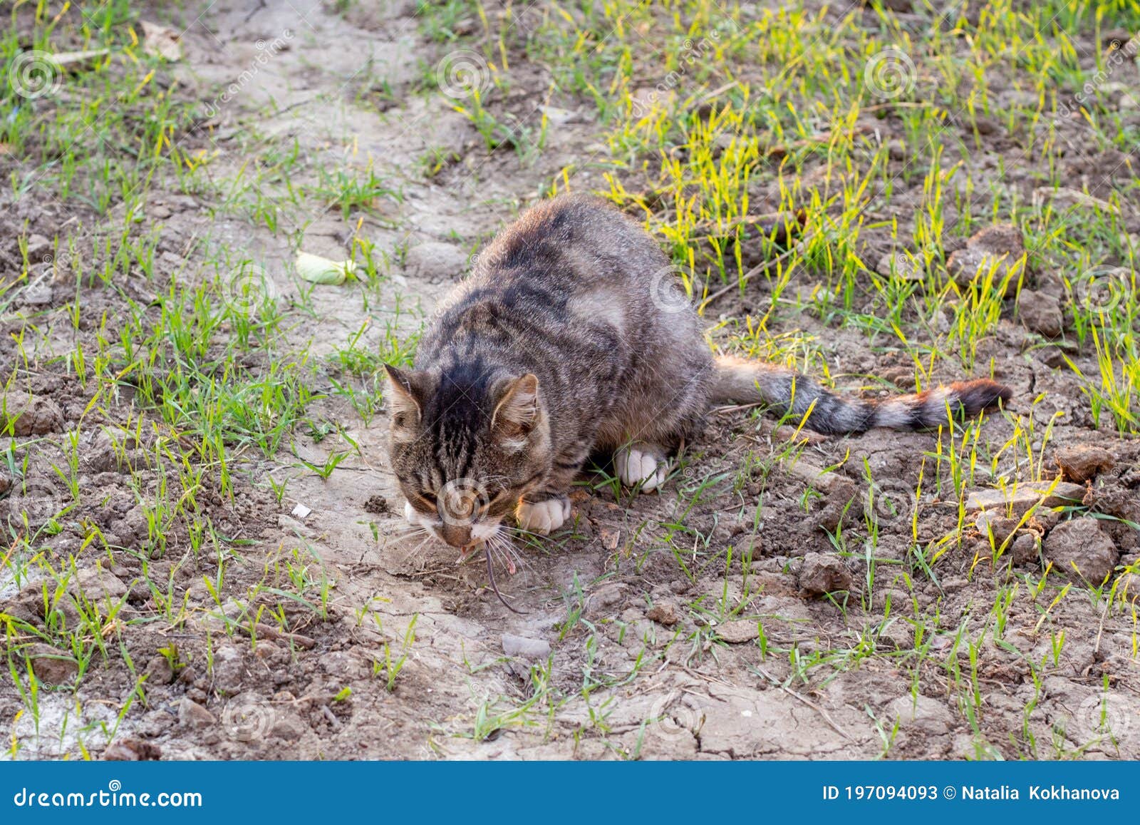 Gray Cat Caught a Mouse and Eats it in the Street. Basic Instinct in ... Gray Cat Caught a Mouse and Eats it in the Street. Basic Instinct in ...